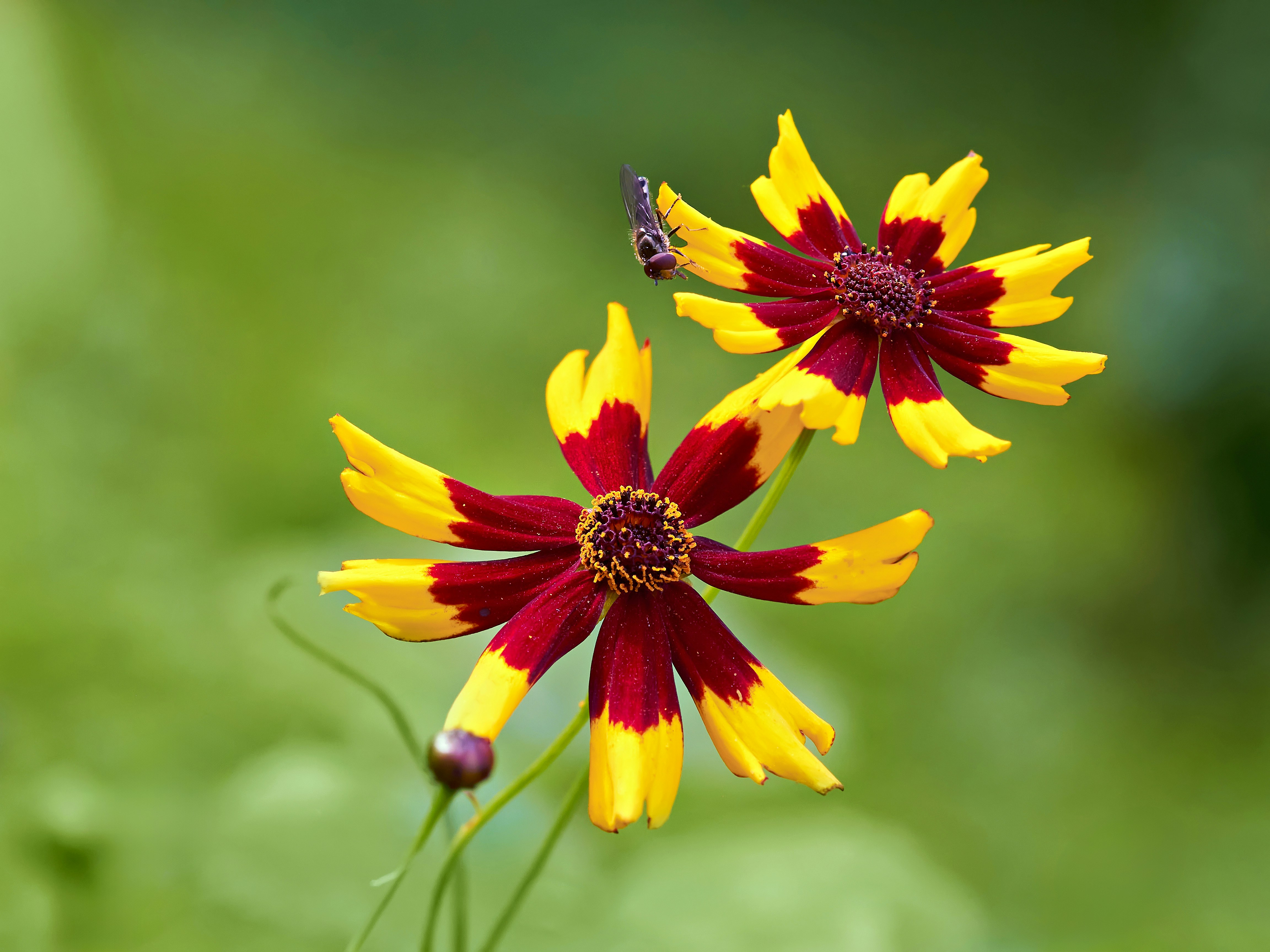 Dual Embers: Sunlit Core Amid Flaming Petals