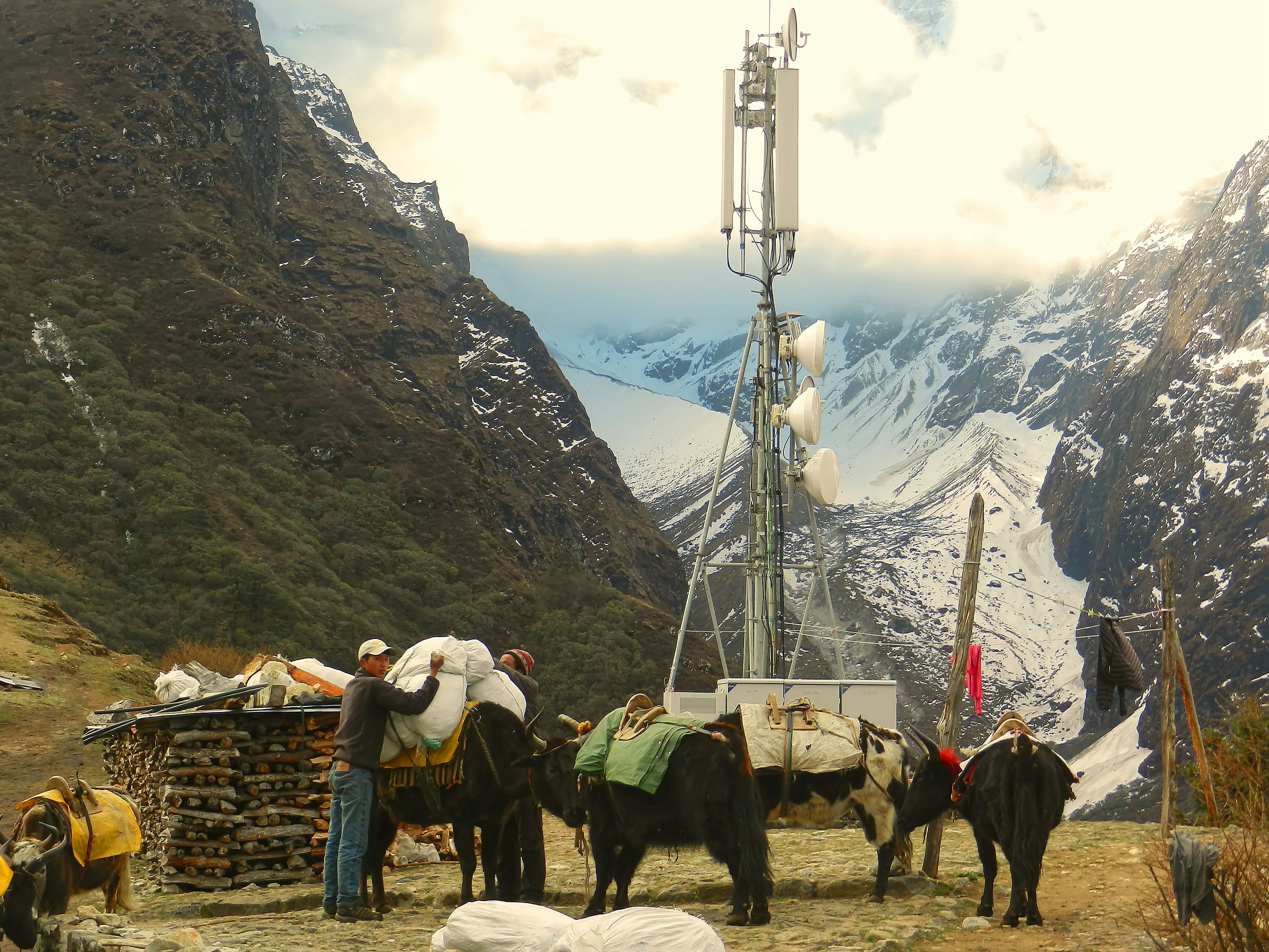 Yaks carrying loads near a cell tower in mountains