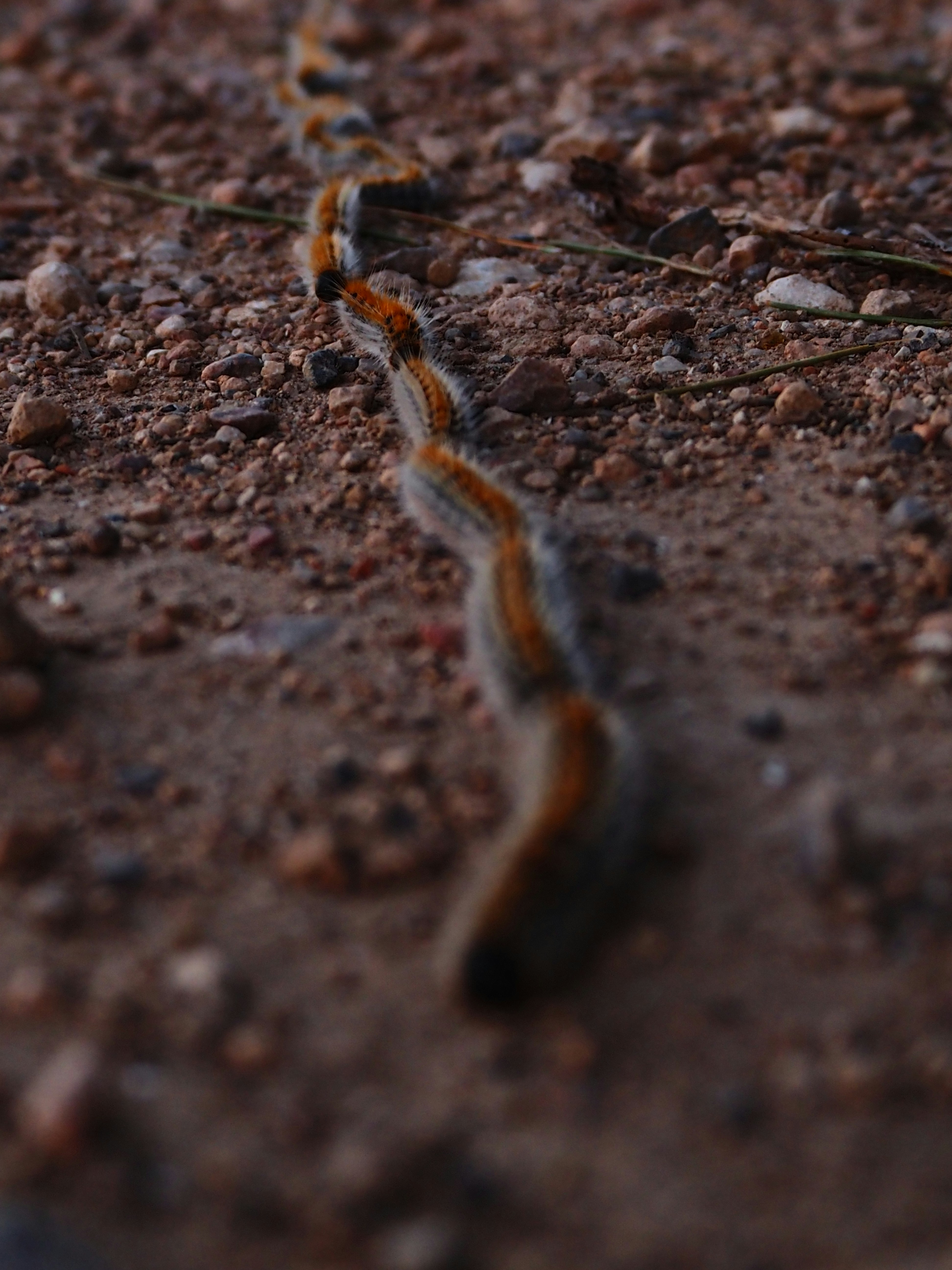 Winding Caterpillar Traces Across Pebble Terrain
