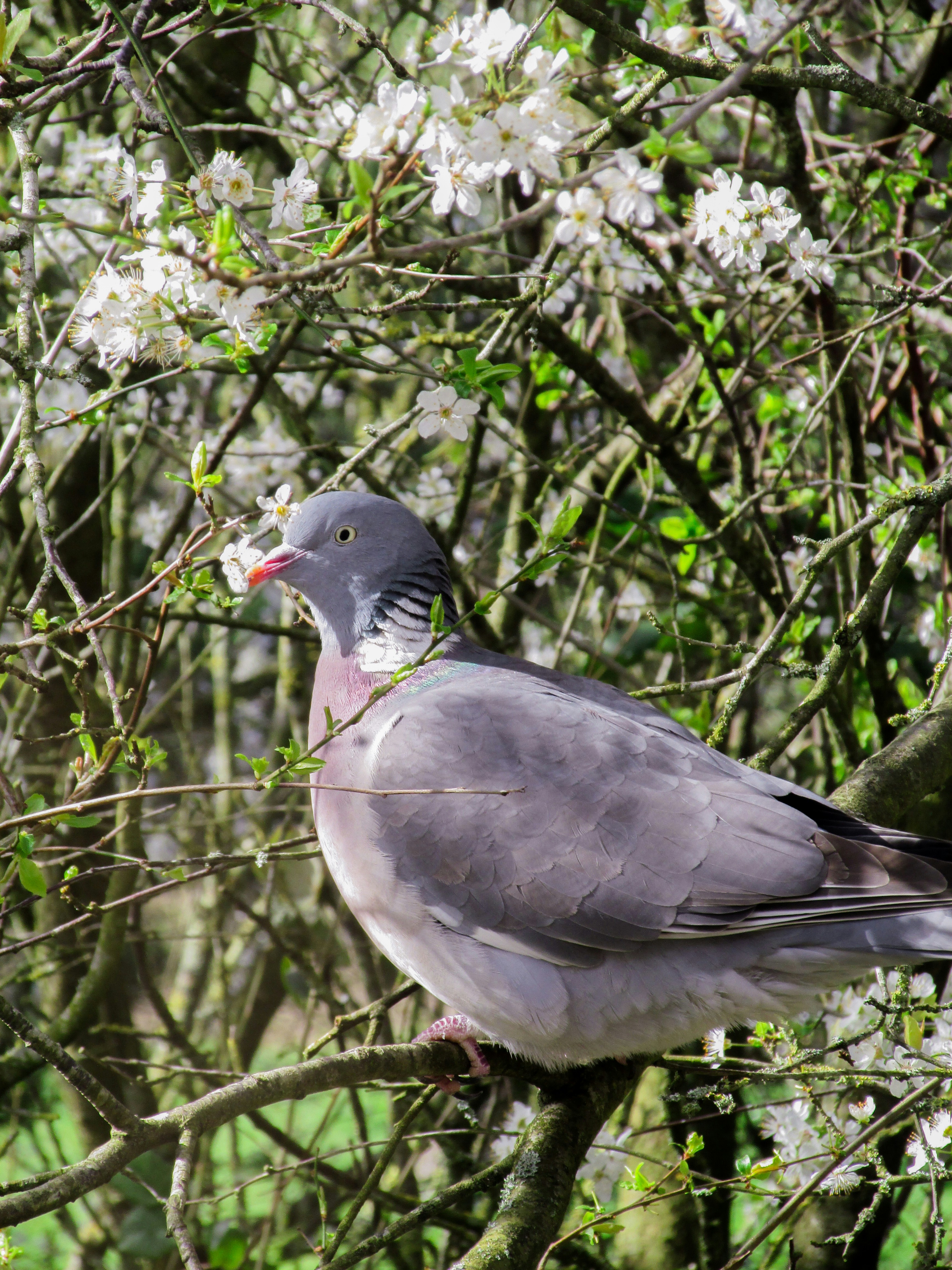 A wood pigeon perched on a branch with white blossoms.