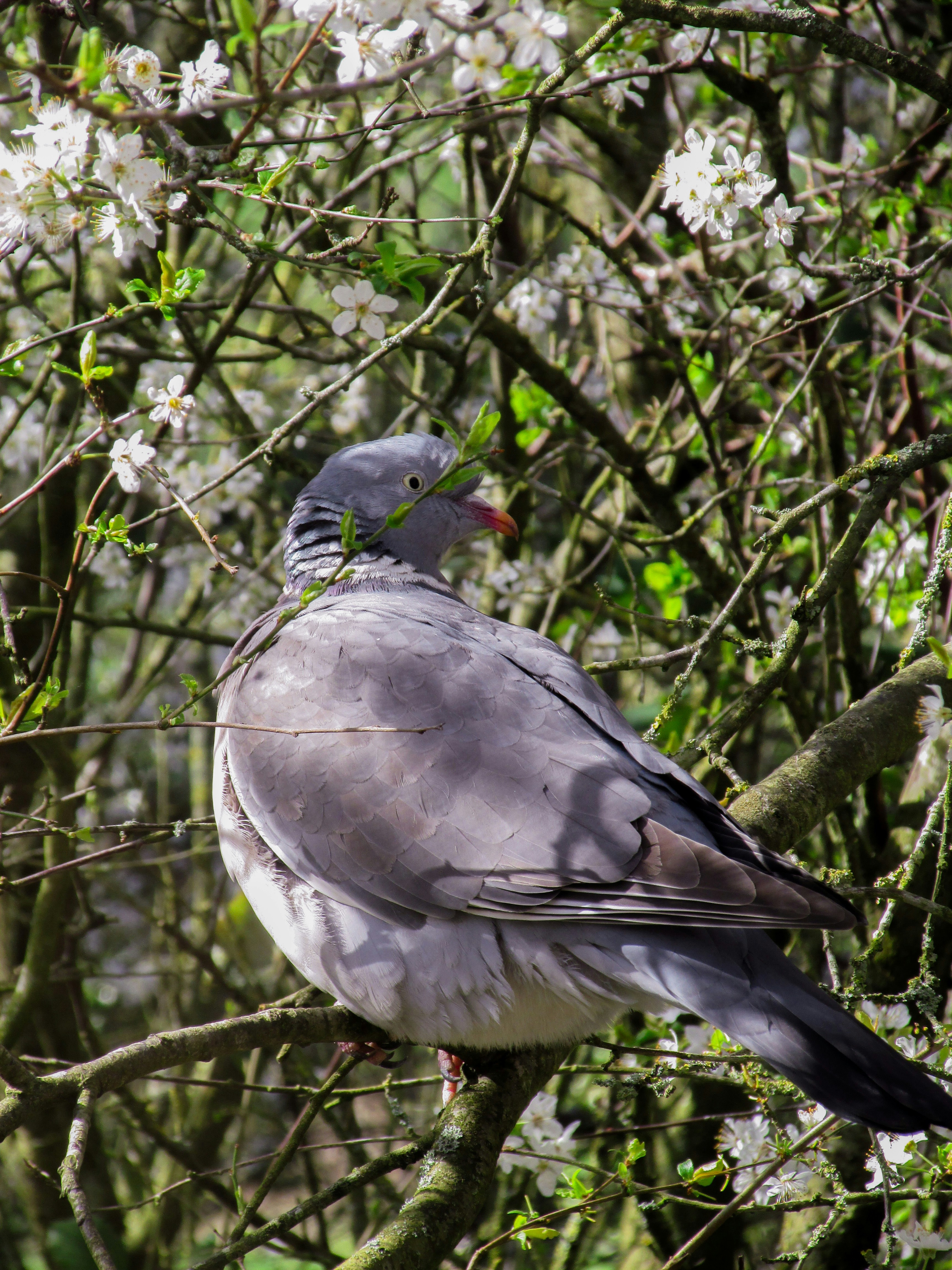 A pigeon perched on a branch with white flowers.