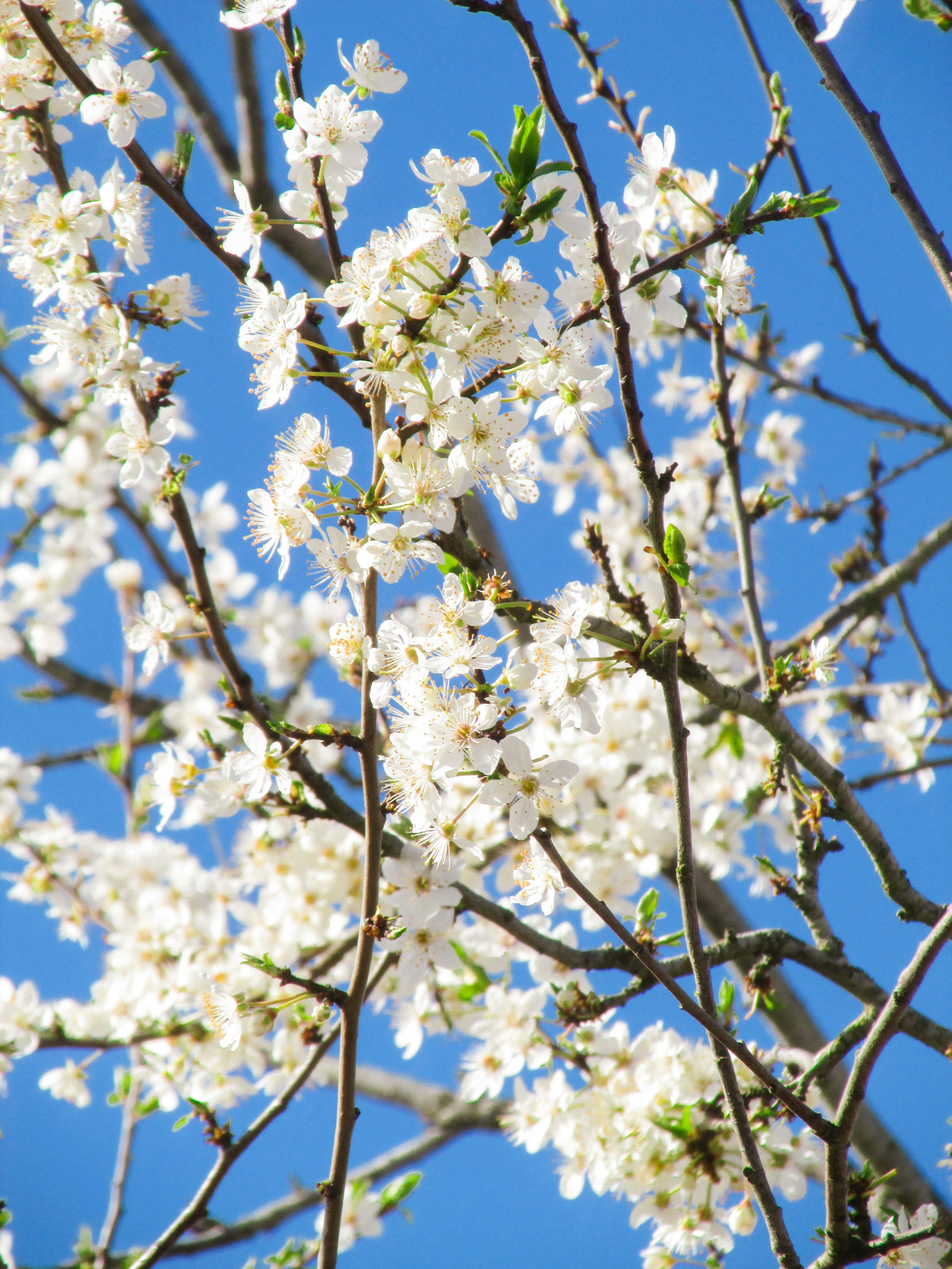 White blossoms on branches against a blue sky.