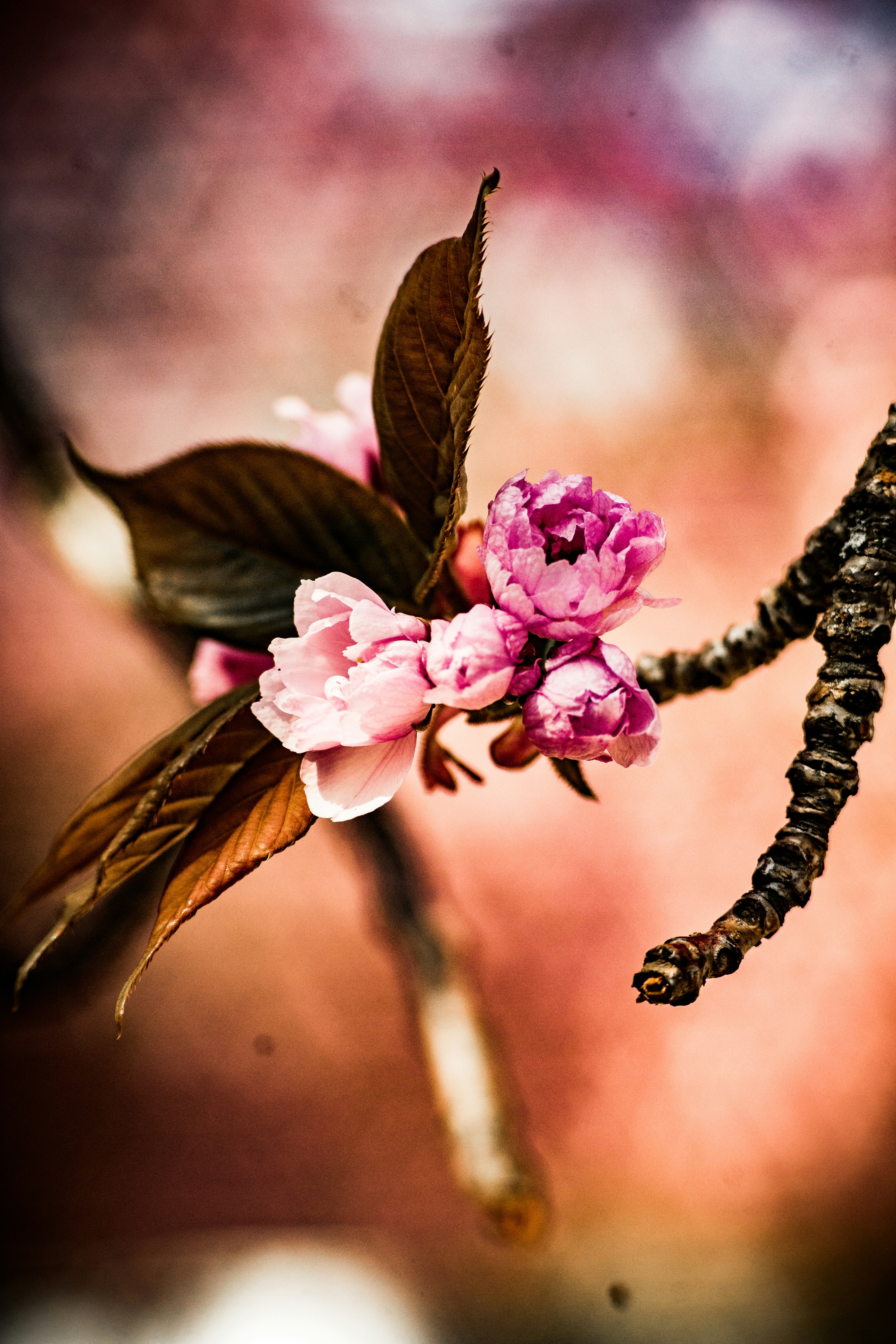 Blossoms in Focus: A Closer Look at a Pink Spring Bloom