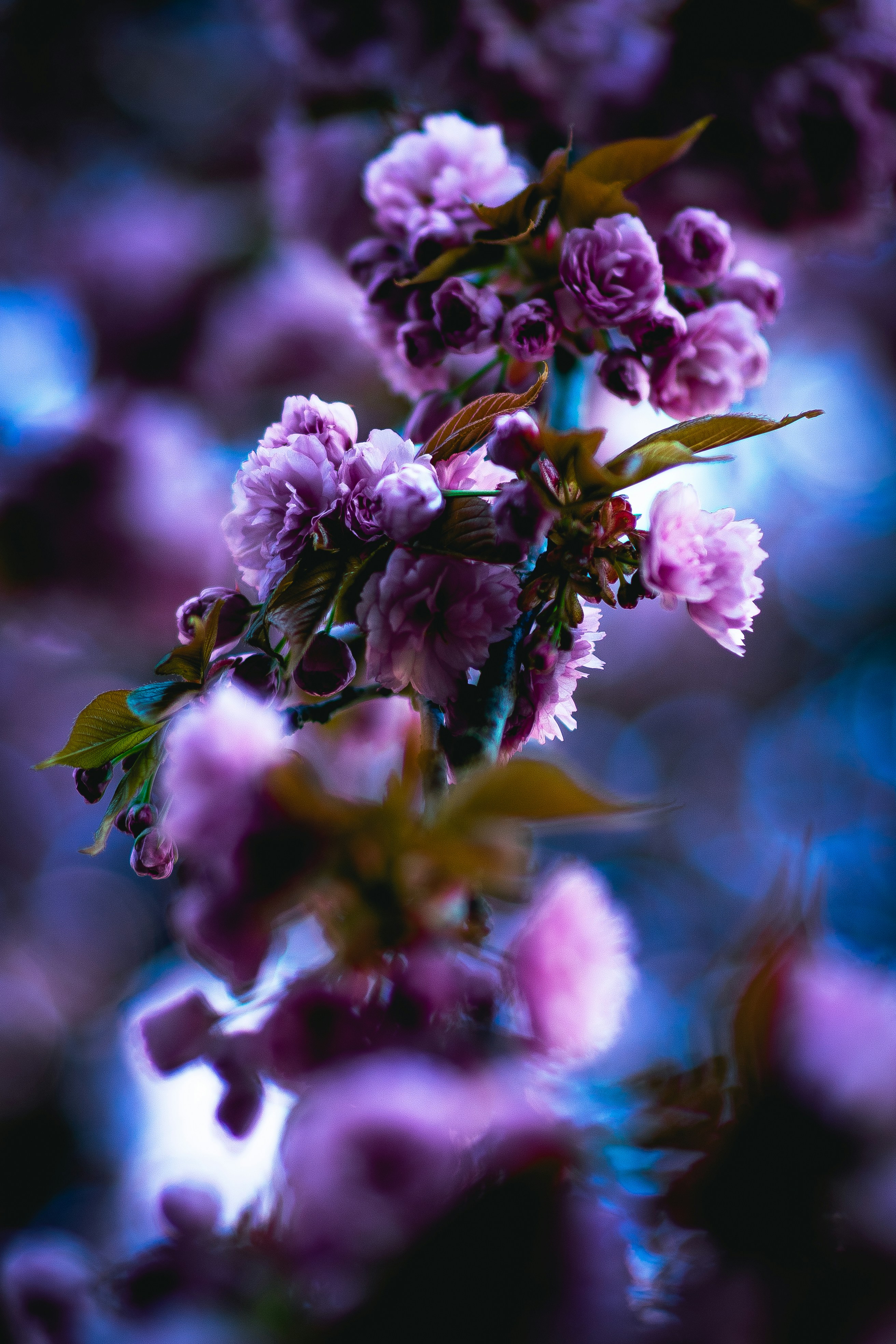  Violet Blossom Drift: A Close-Up of a Garden in Deep Hue