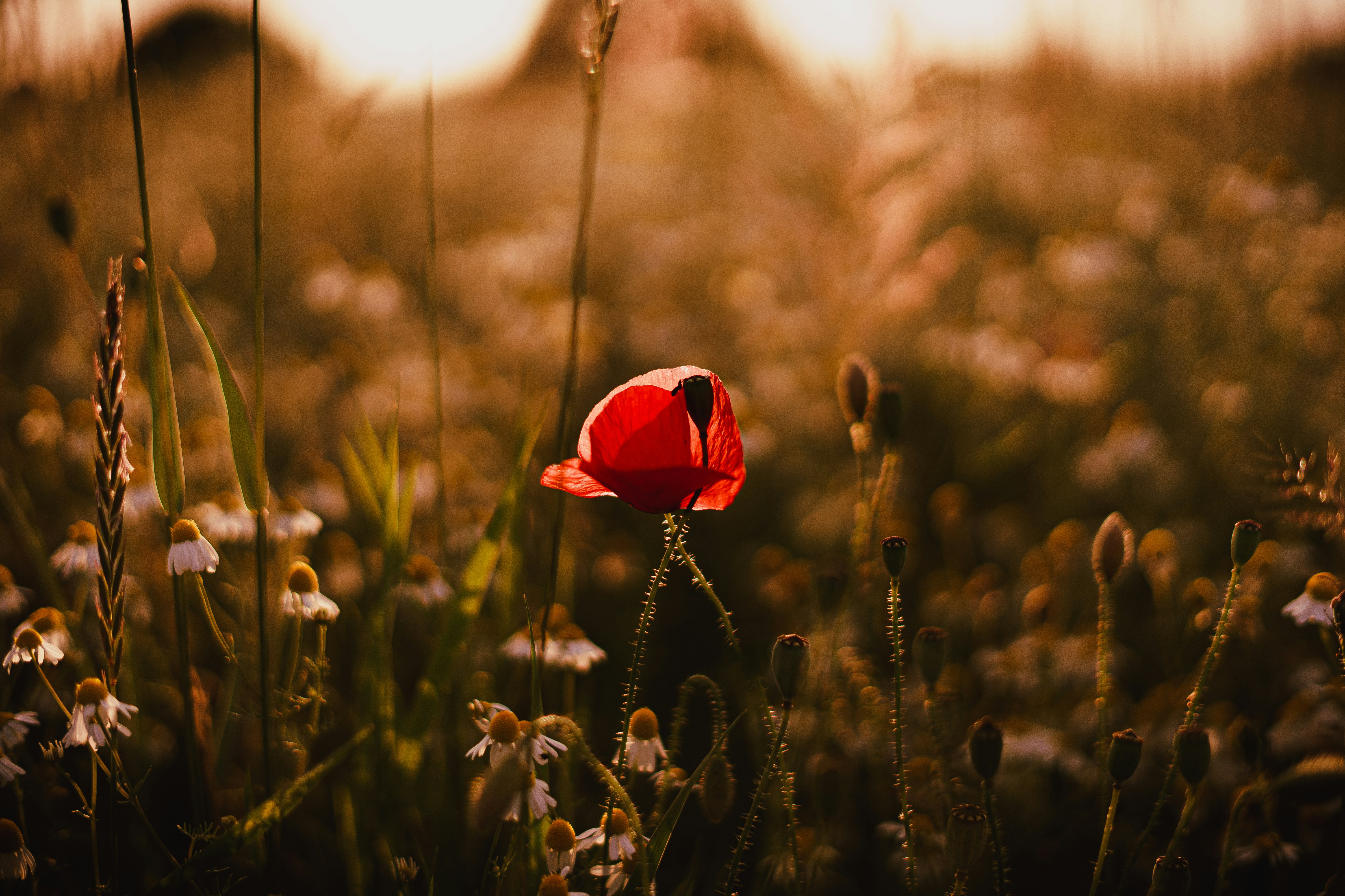 Single Crimson Poppy in Golden Meadow