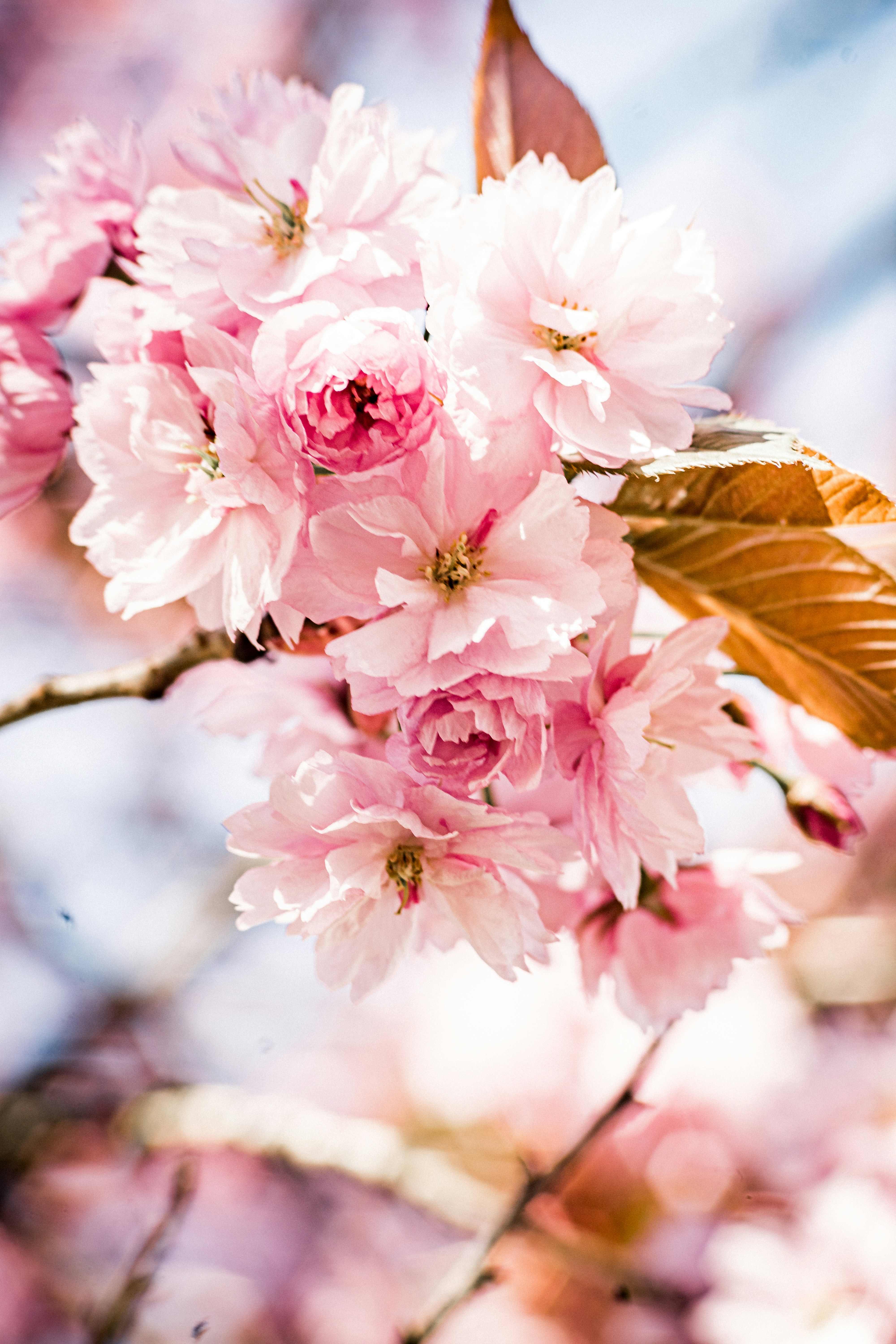 Blushing Cherry Bloom Cluster in Soft Afternoon Light