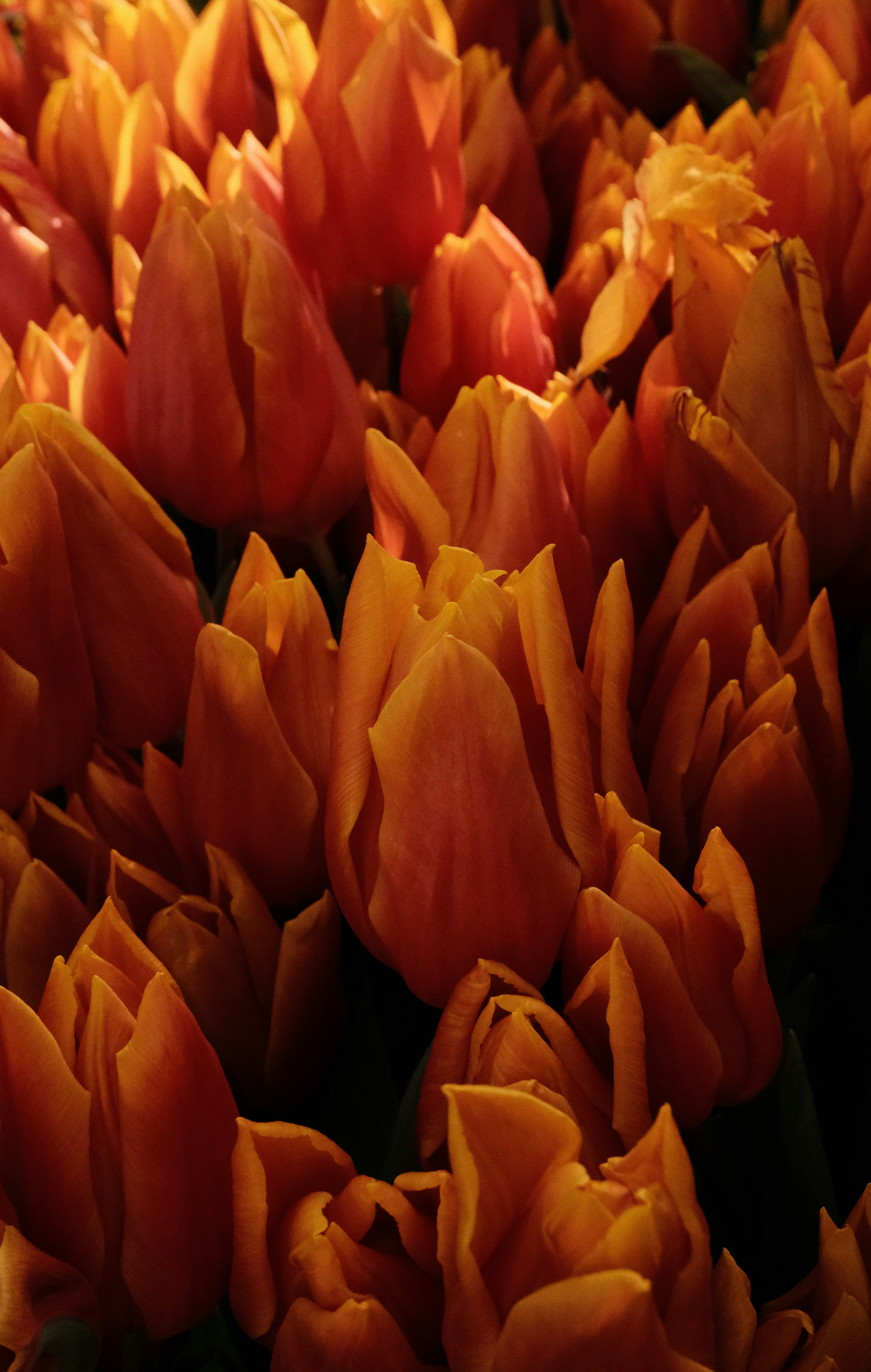 A Sea of Amber Petals: Tulip Buds in Golden Light