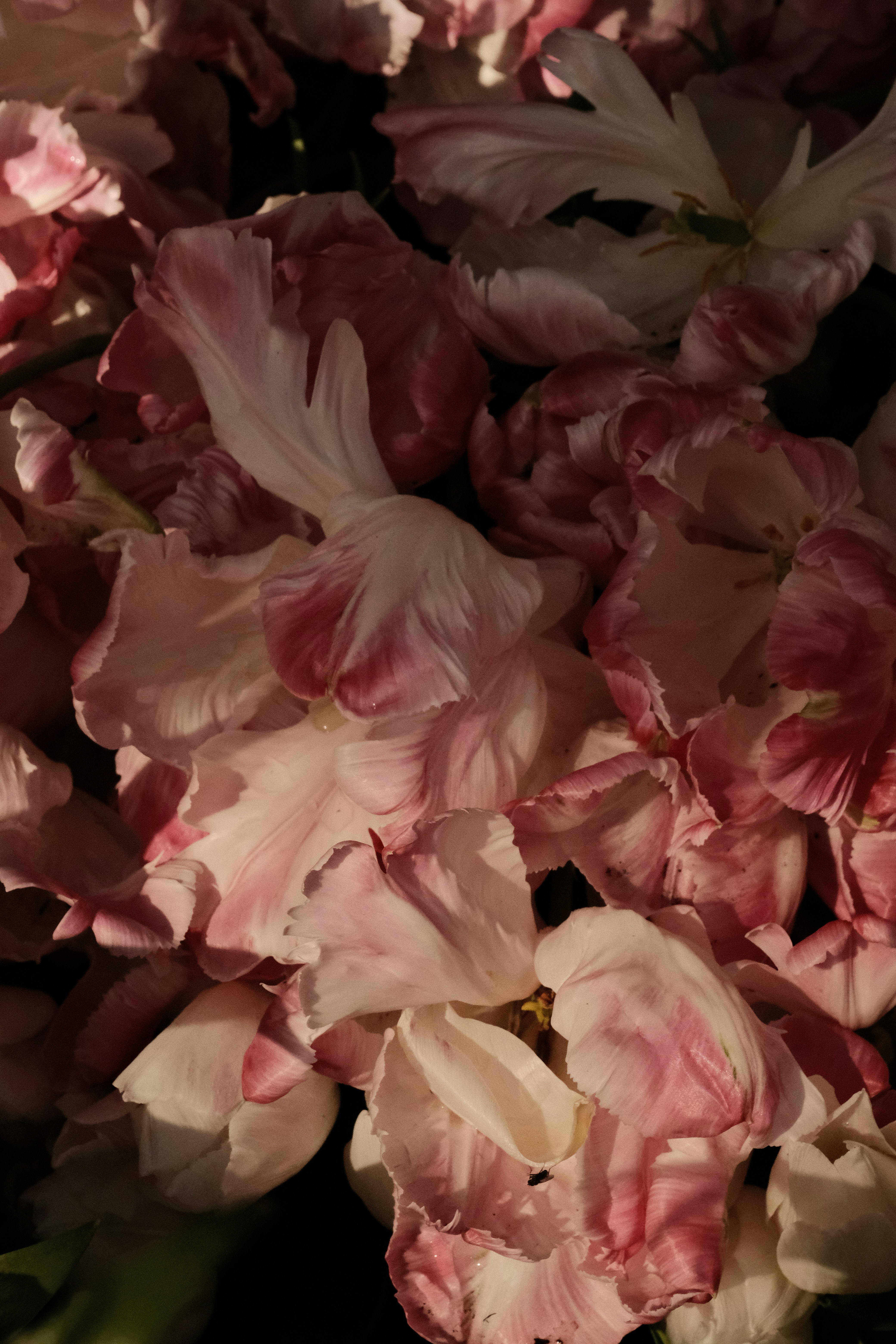 Soft Petal Chorus in Dim Light