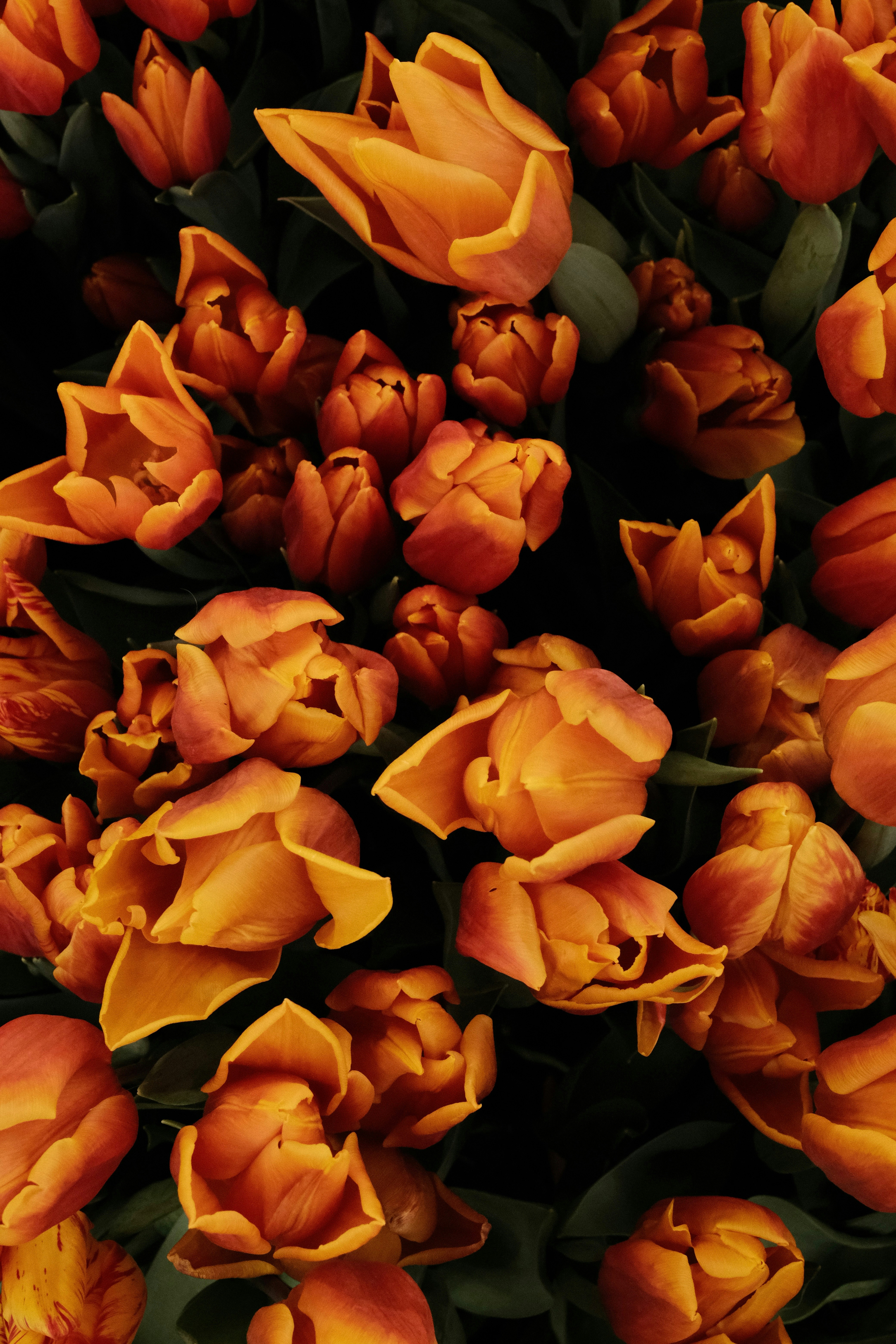Orchid of Fire: Dense Orange Tulip Cluster in Warm Ember Tones