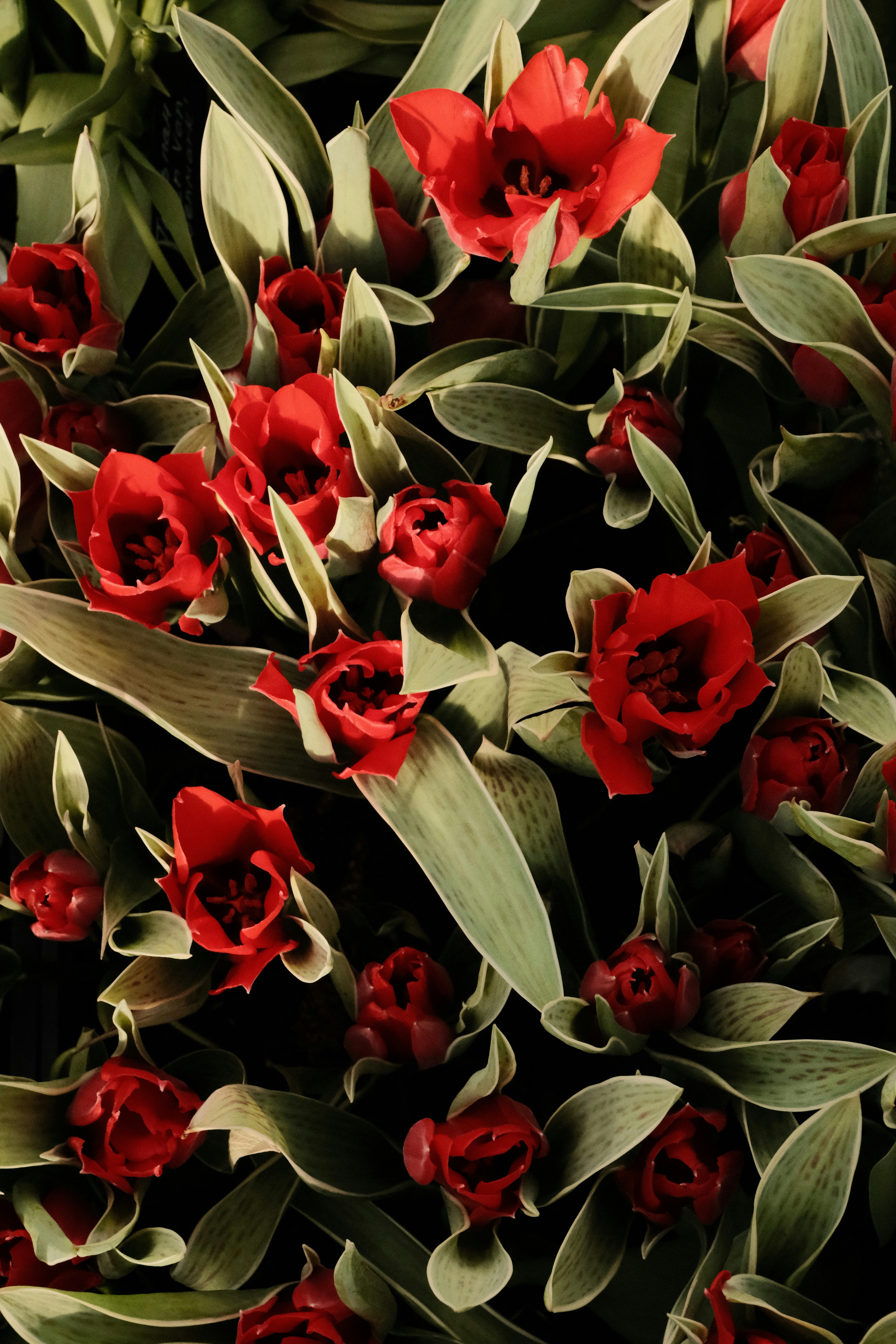 Scarlet Tulips in a Sea of Foliage