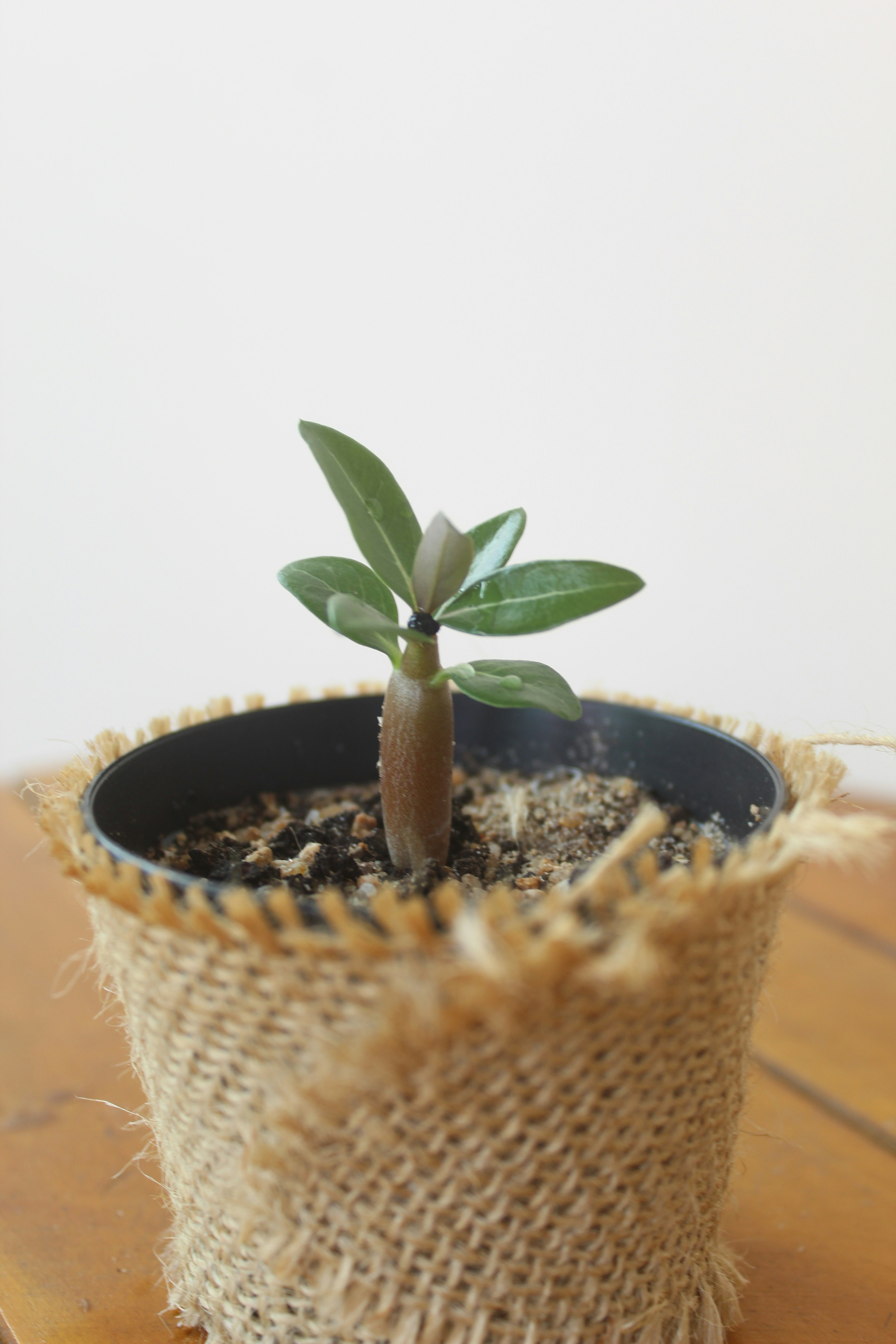 Sprout in a Burlap Cup: A Tiny Seedling with a Big Stage