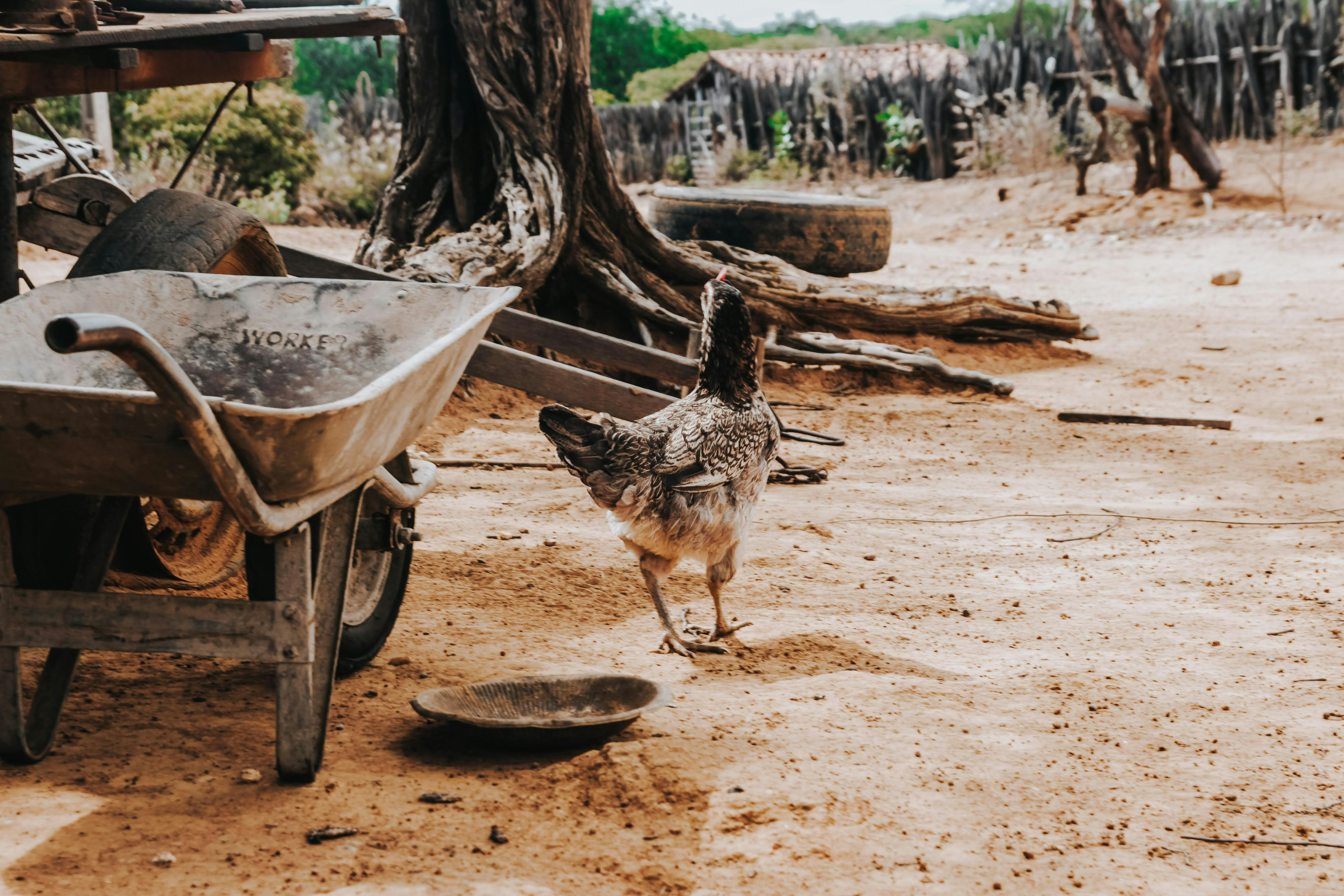 Dusty Farmyard Encounter: Chick near a Wheelbarrow