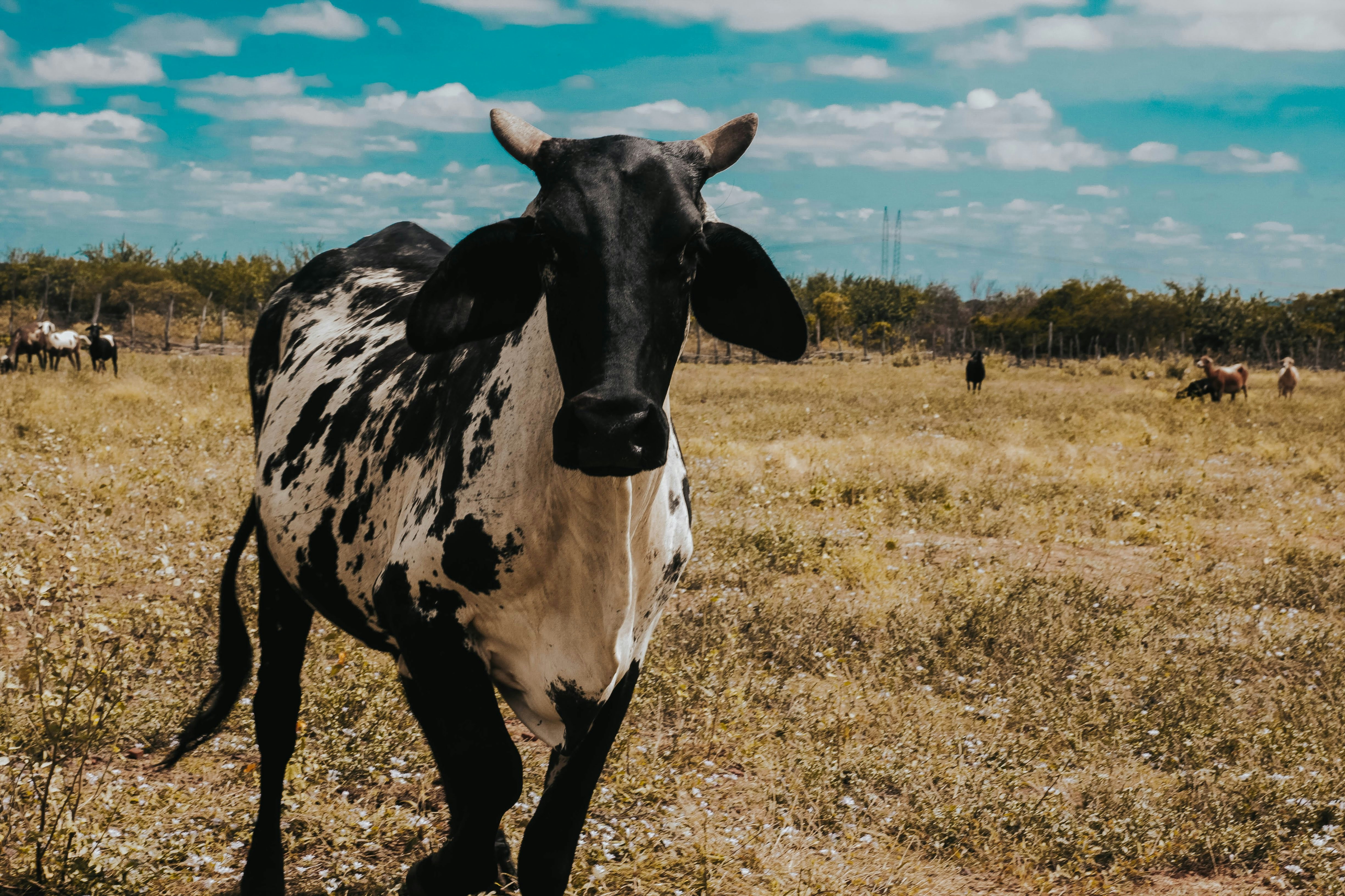 Bold Holstein in a Sunlit Prairie