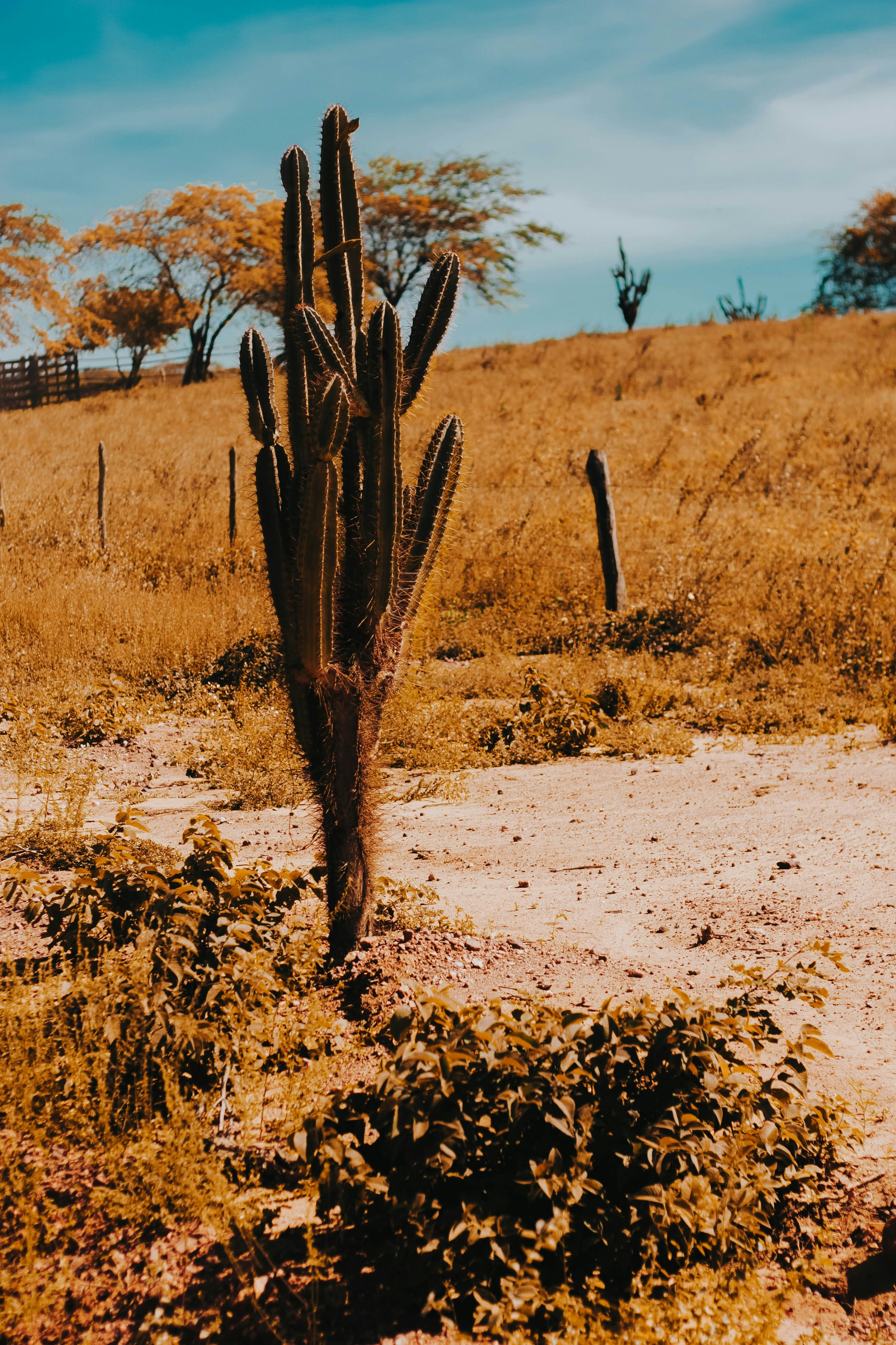 Desert Sentinel: A Cactus Stand Against a Sunlit Prairie