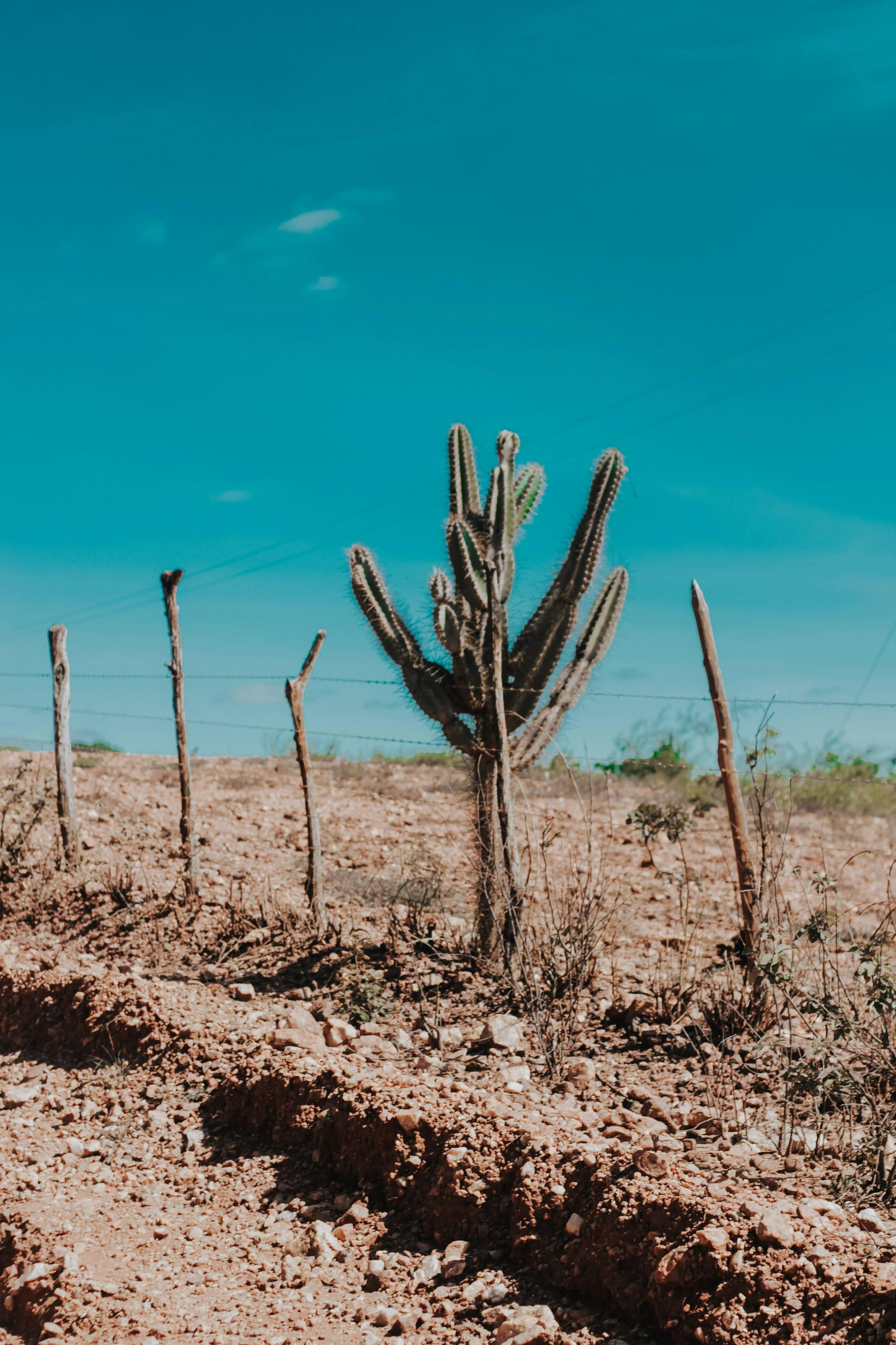 Desert Sentinel: A Tall Cactus Reaches Toward a Clear Sky