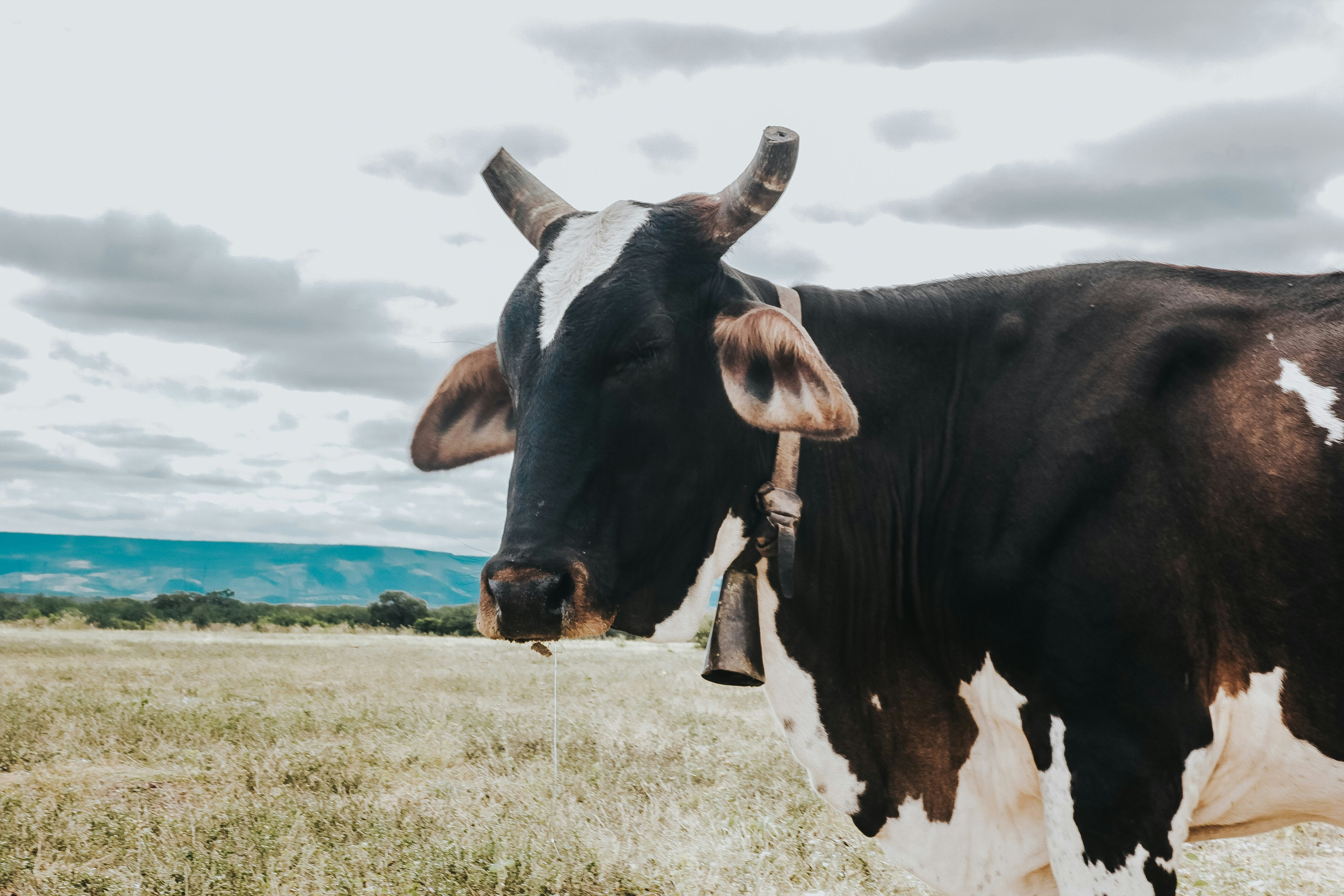 Pasture Watch: A Close Portrait of a Bell-Towered Black-and-White Cow