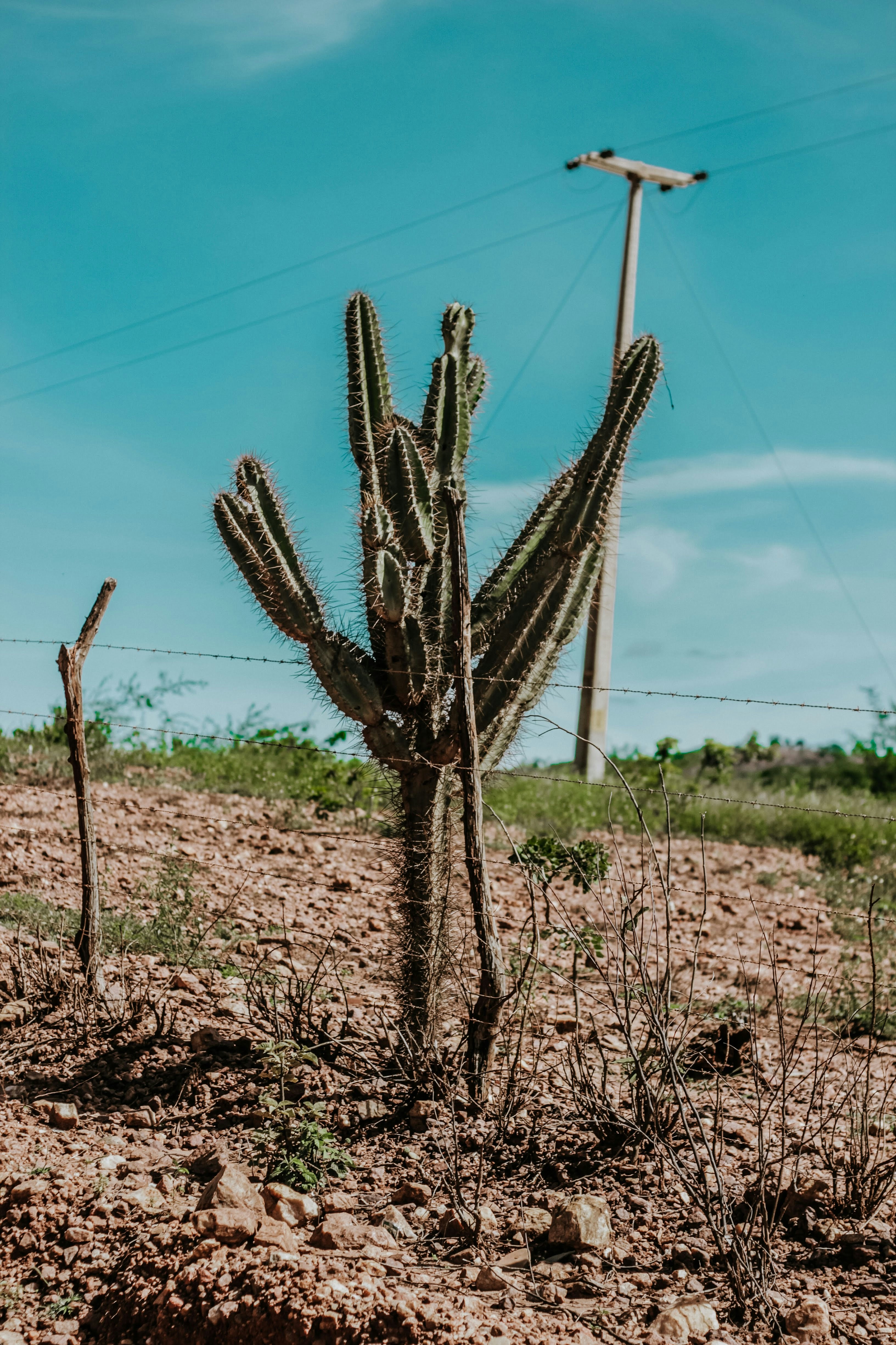 Desert Cactus Under a Clear Blue Span