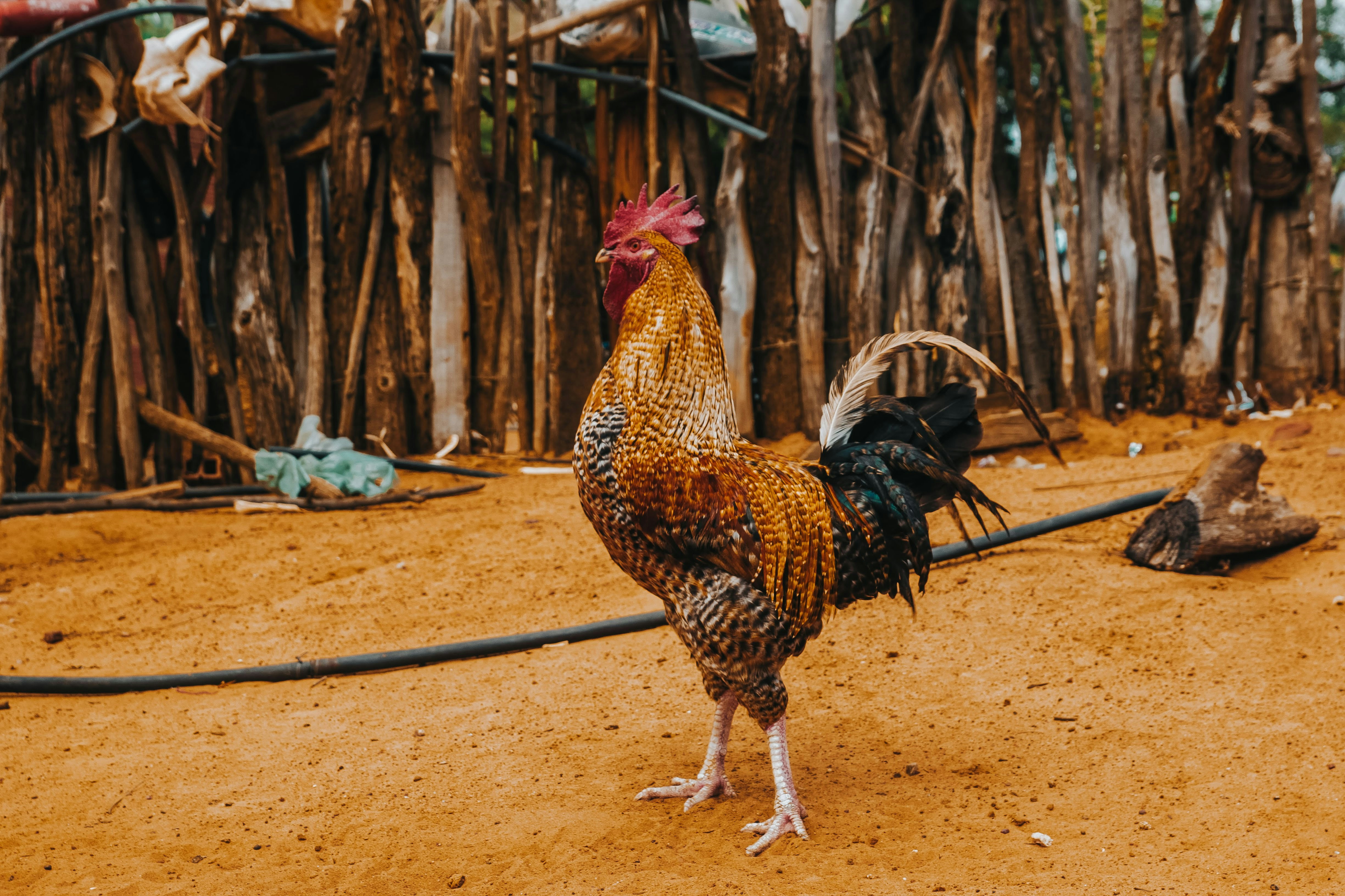 Rooster at the Edge of the Dust Yard
