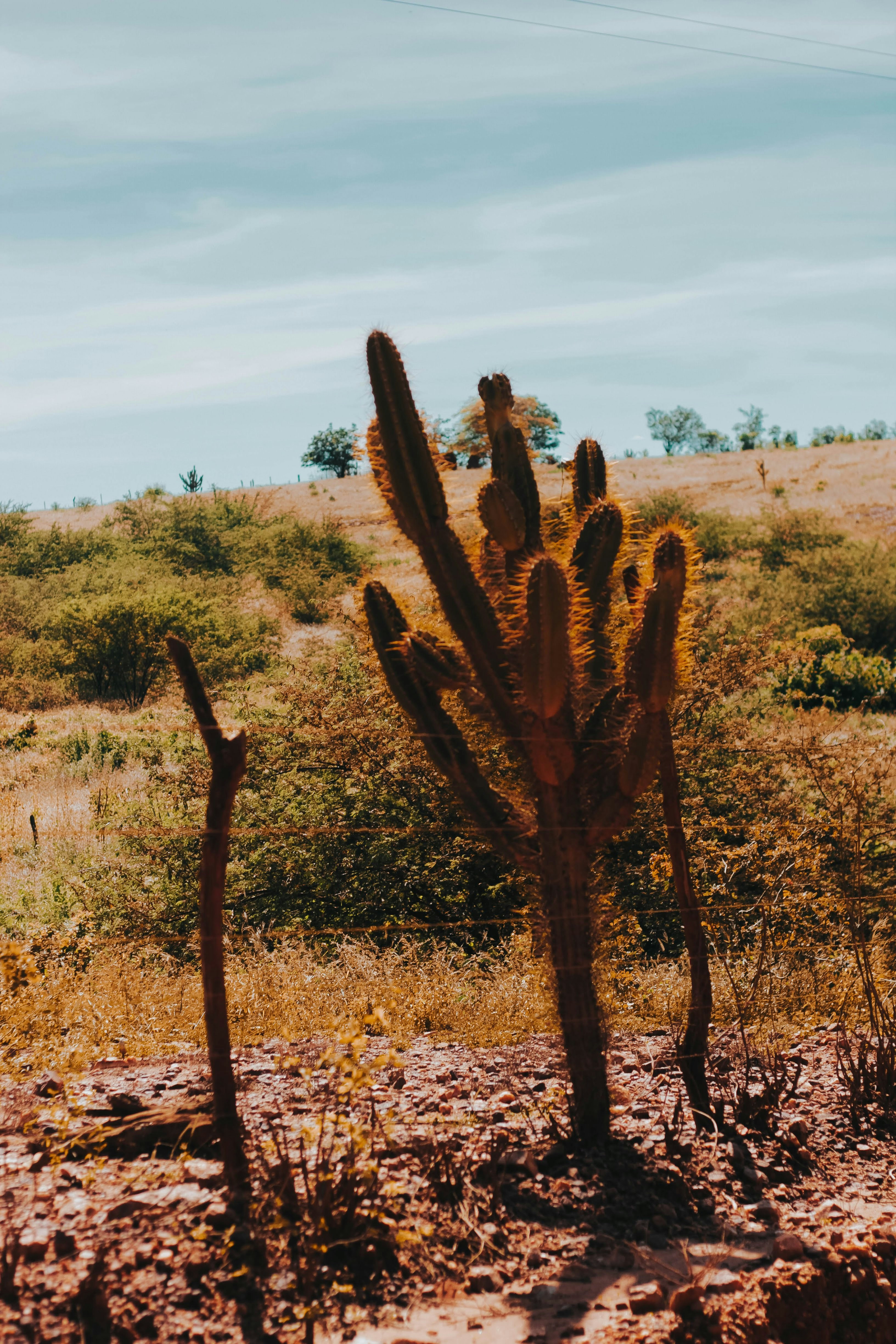 Desert Cactus Silhouette Under a Quiet Prairie Sky