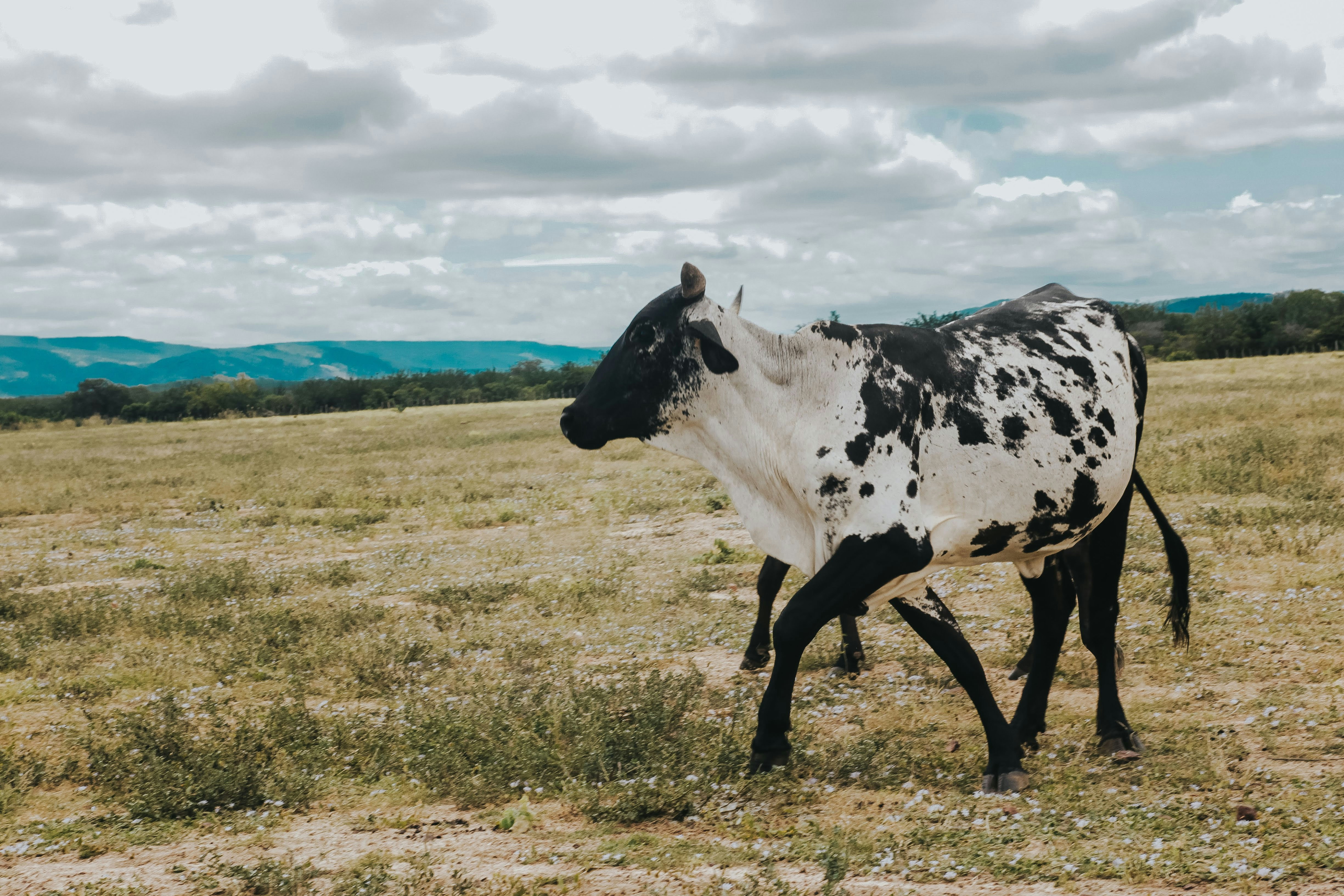 Distant Cattle in Open Prairie