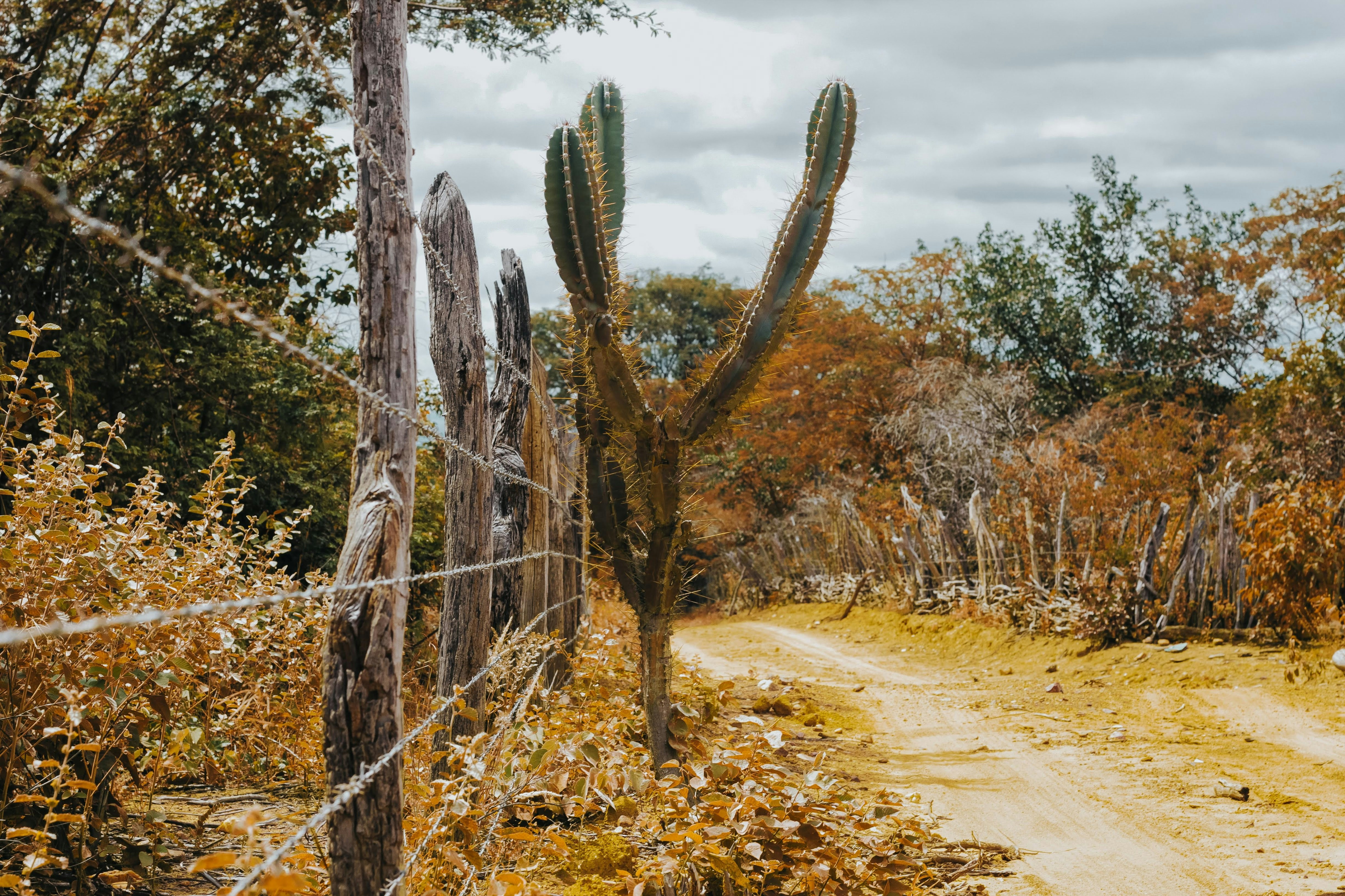 Cactus Corridor Along a Dusty Rural Path