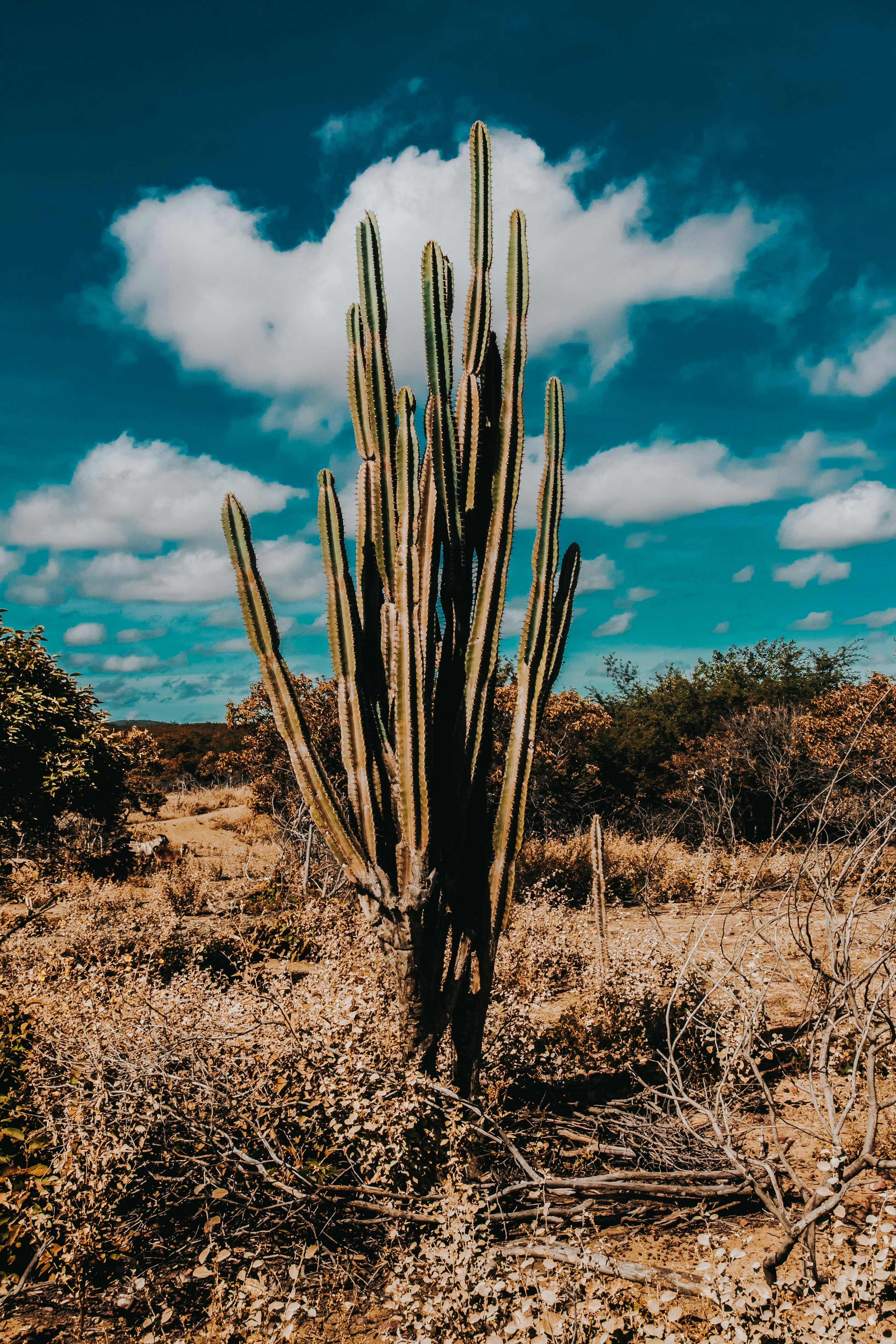 Desert Sentinel: A Desert Cactus Reaching Toward a Caramel Sky