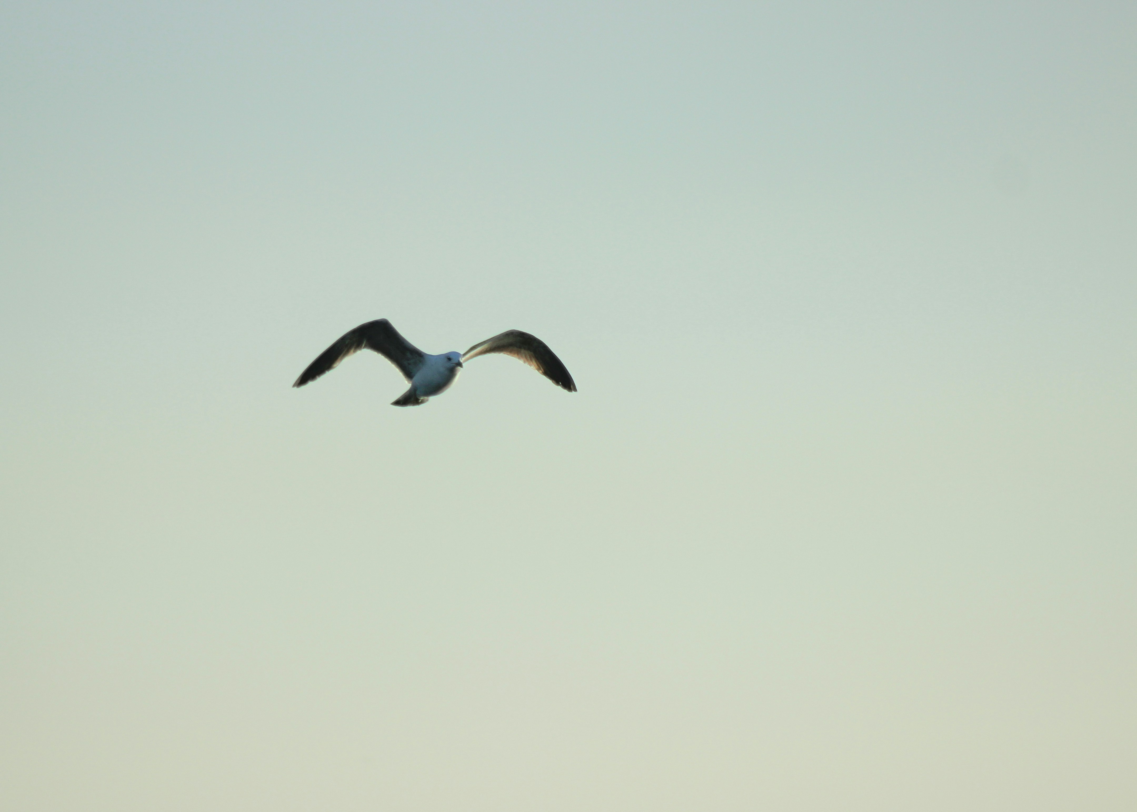 Wingbeat on a Quiet Horizon