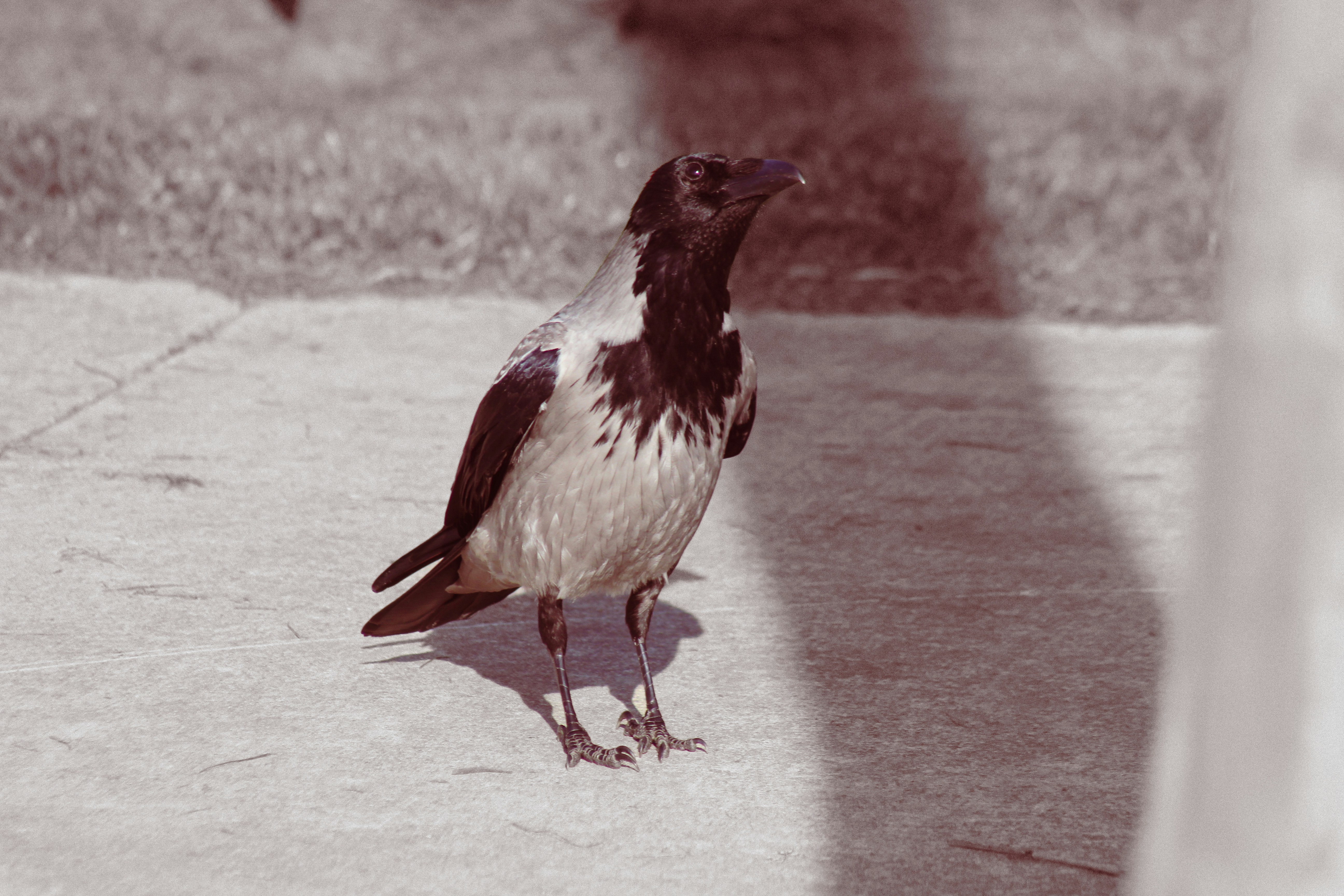 Low Shadowed Crow in a Sunlit Courtyard