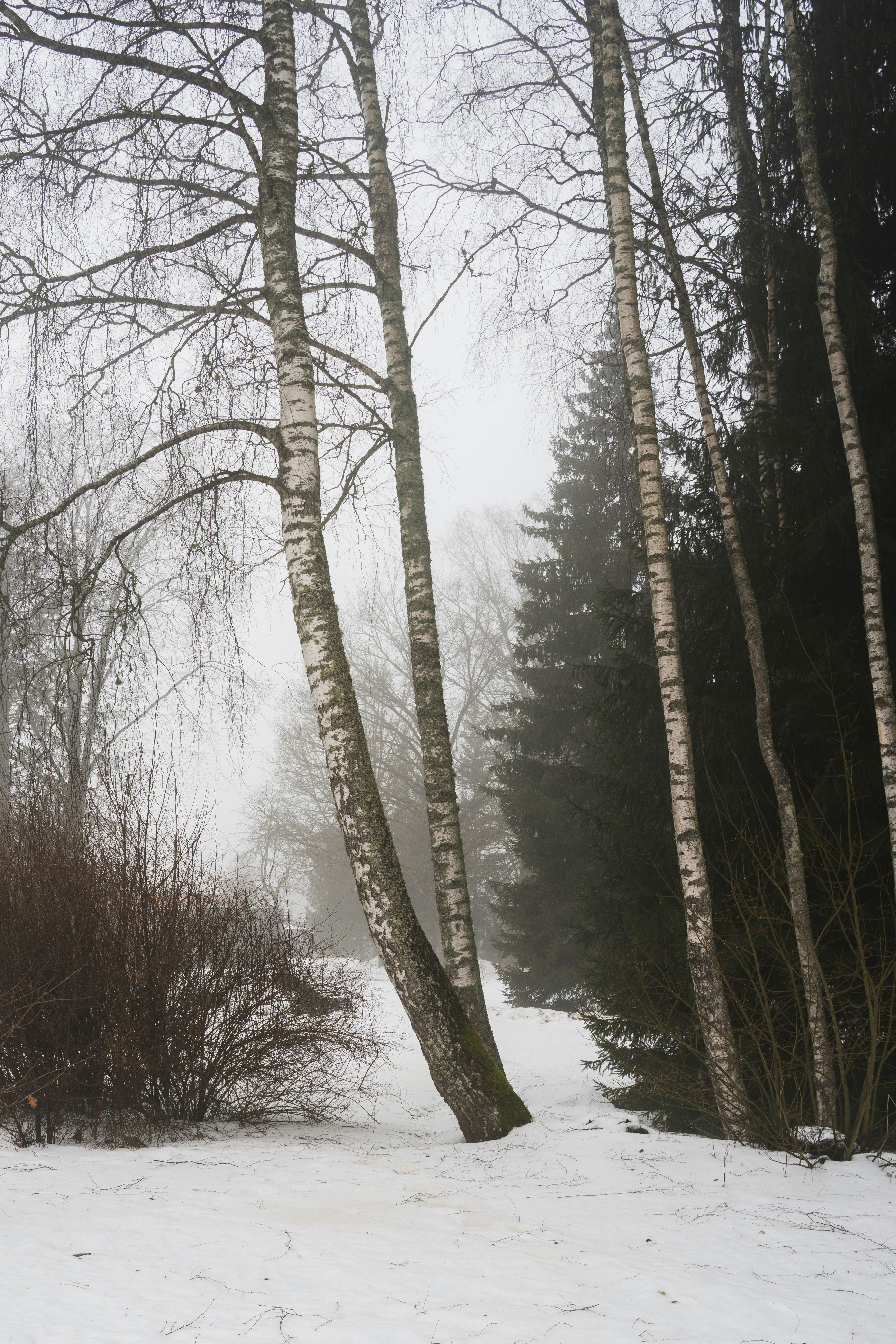 Snowbound Birches and Conifer Shadow in Mist