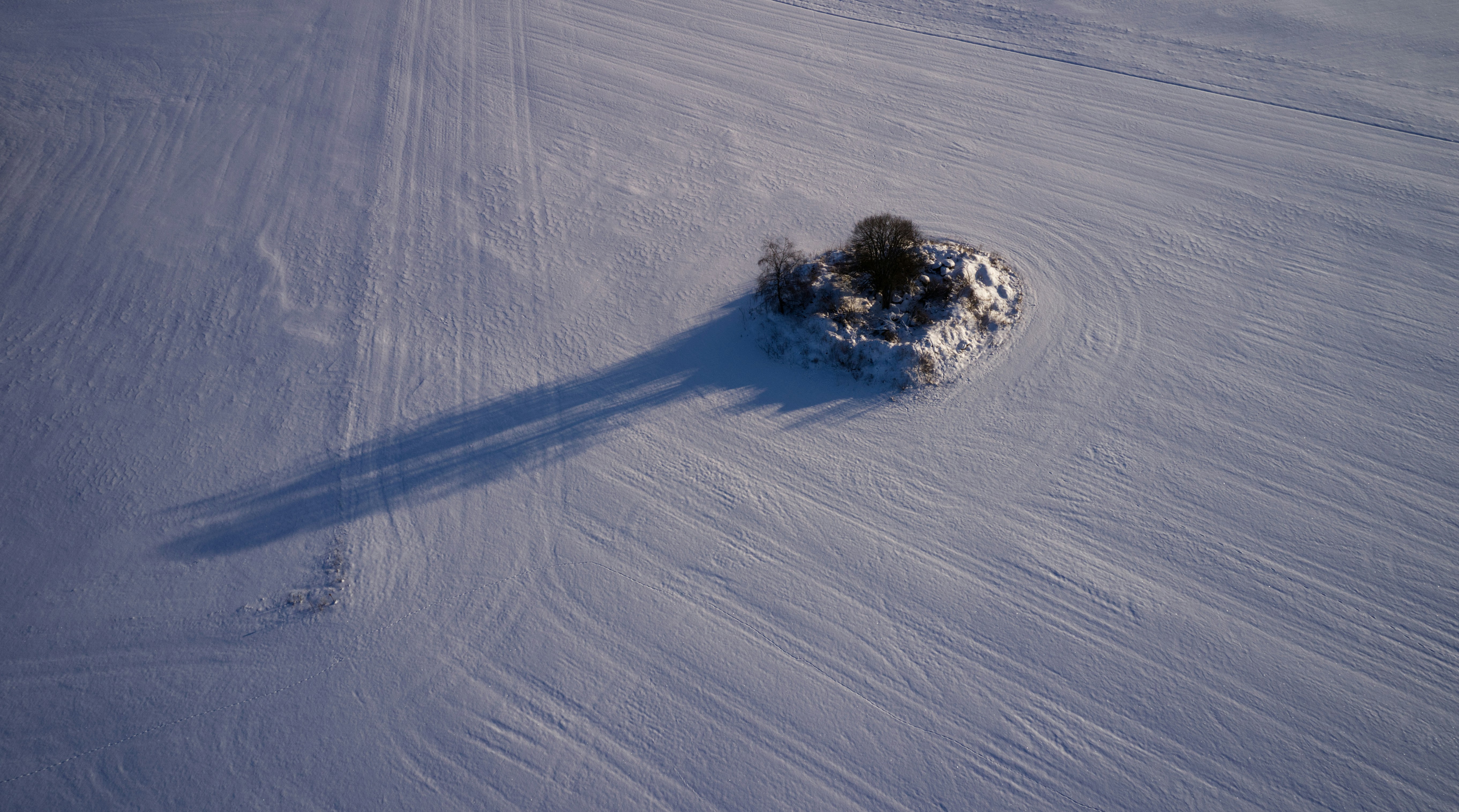 Lonely Snow Ring: A Lone Bush Cast in Shadow Across Expansive White Plain