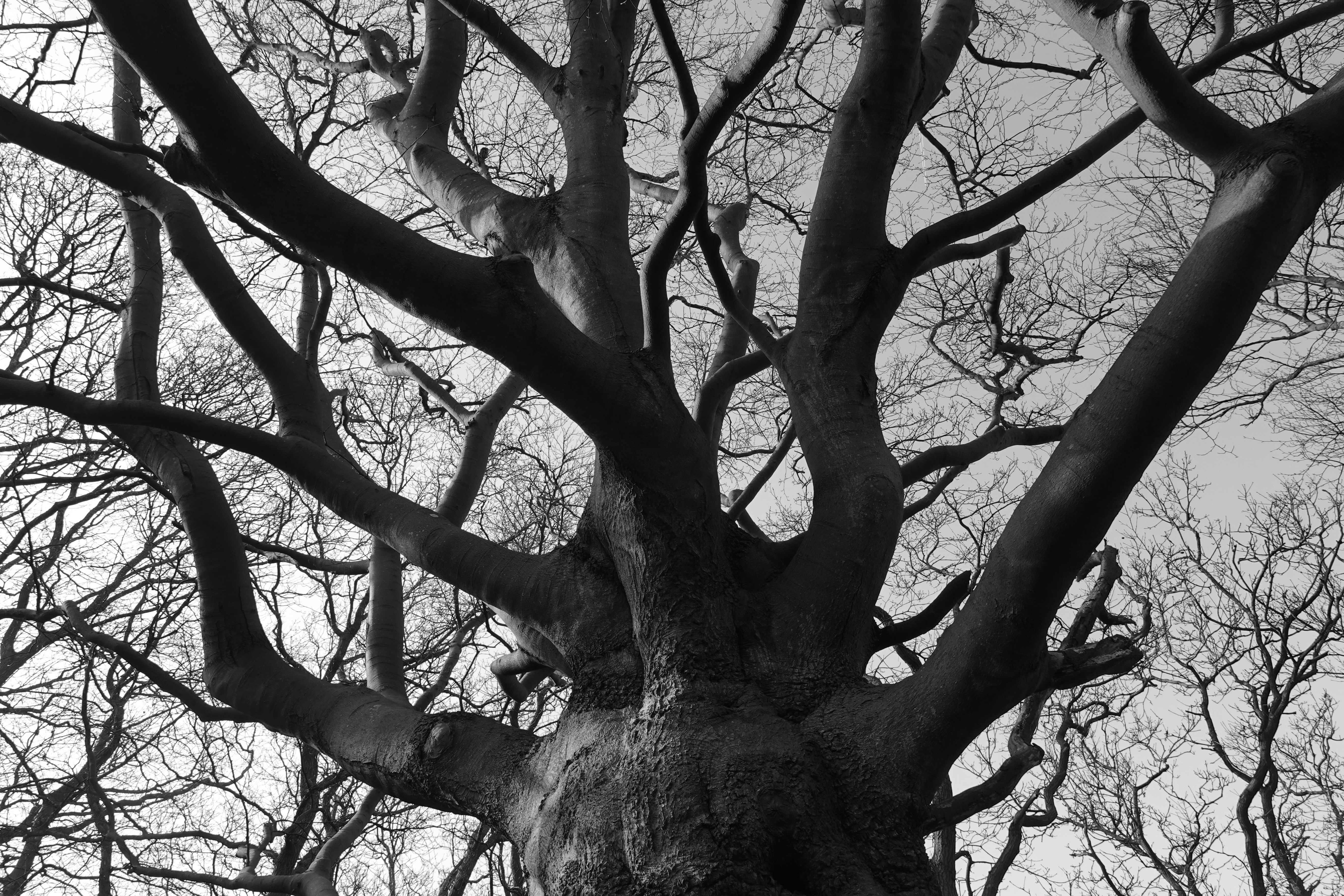 Ancient Branches: A Monochrome Portrait of a Tree's Backbone