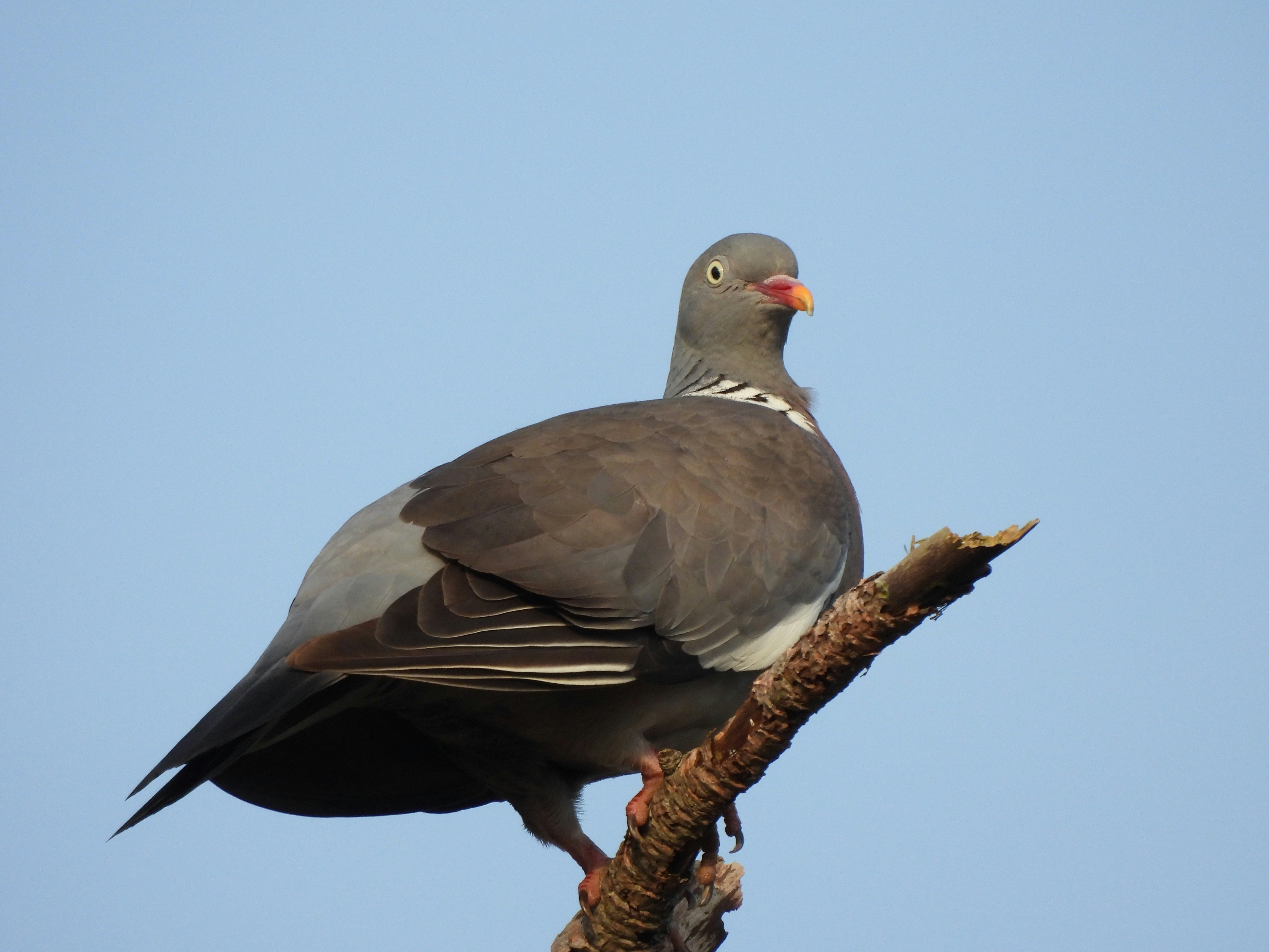 Perched in Blue: A pigeon surveys the sky from a weathered branch