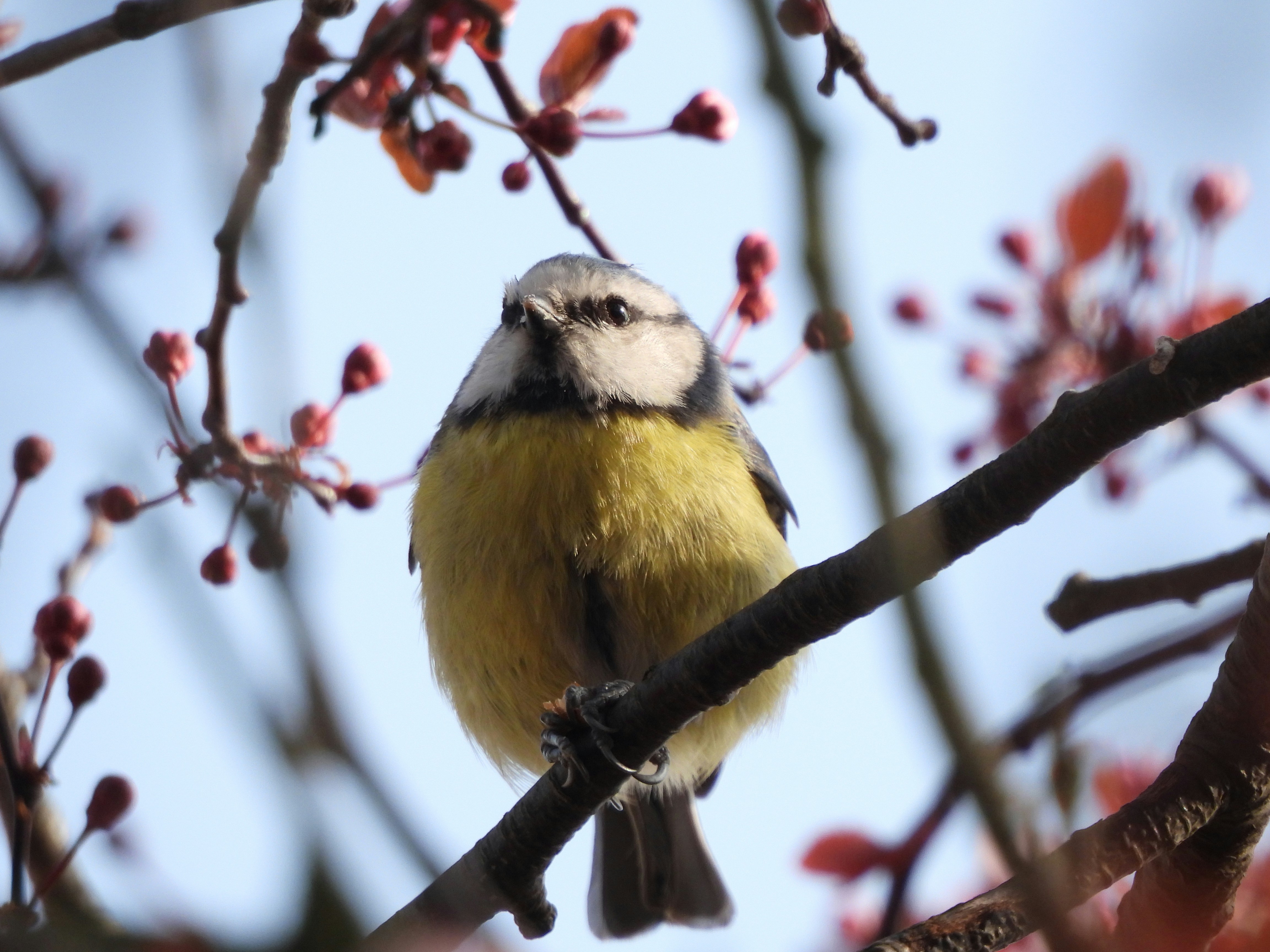 Tiny Songbird on Spring Buds