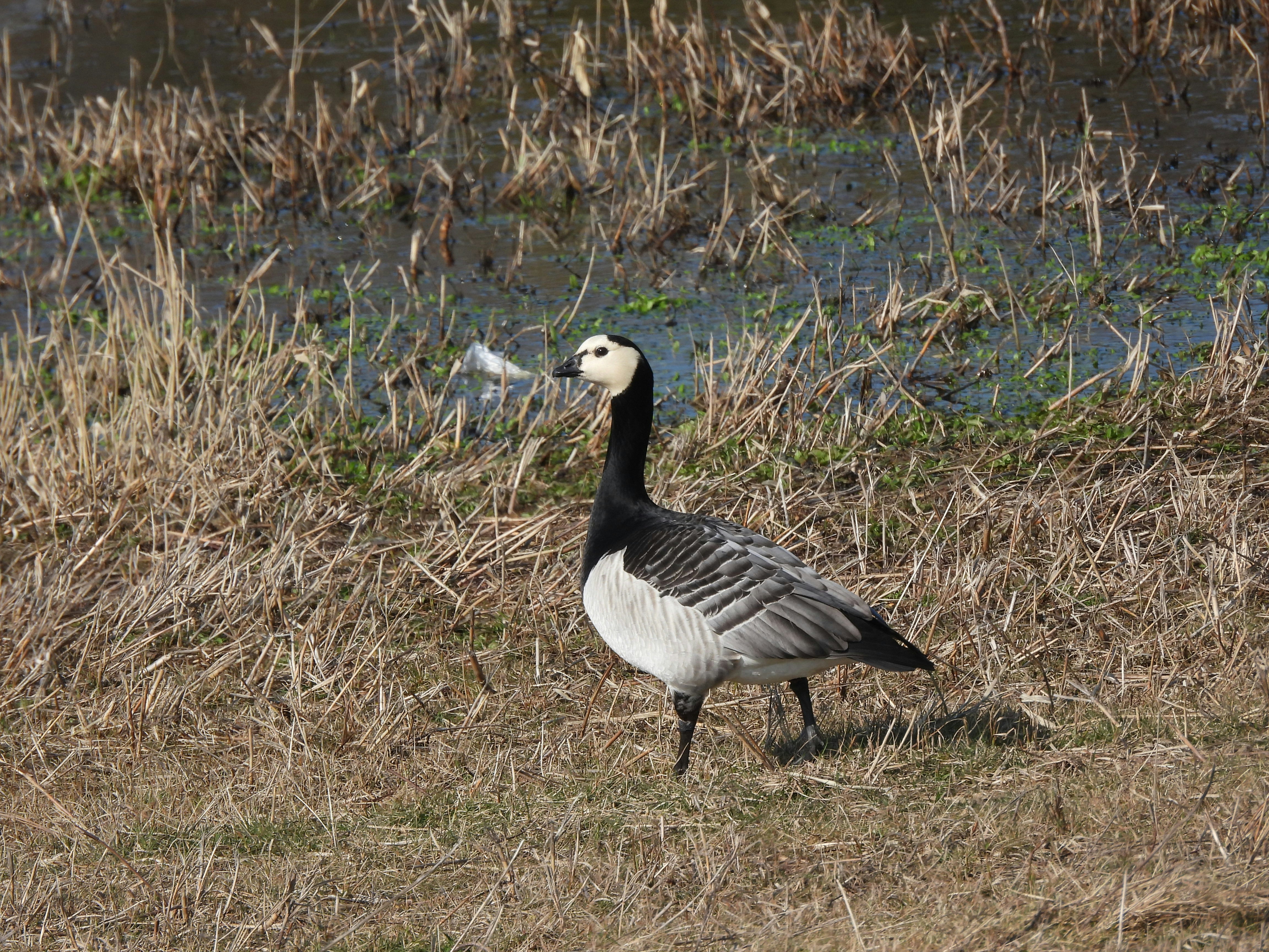 Lone Canada Goose on the Reed-Strewn Shore