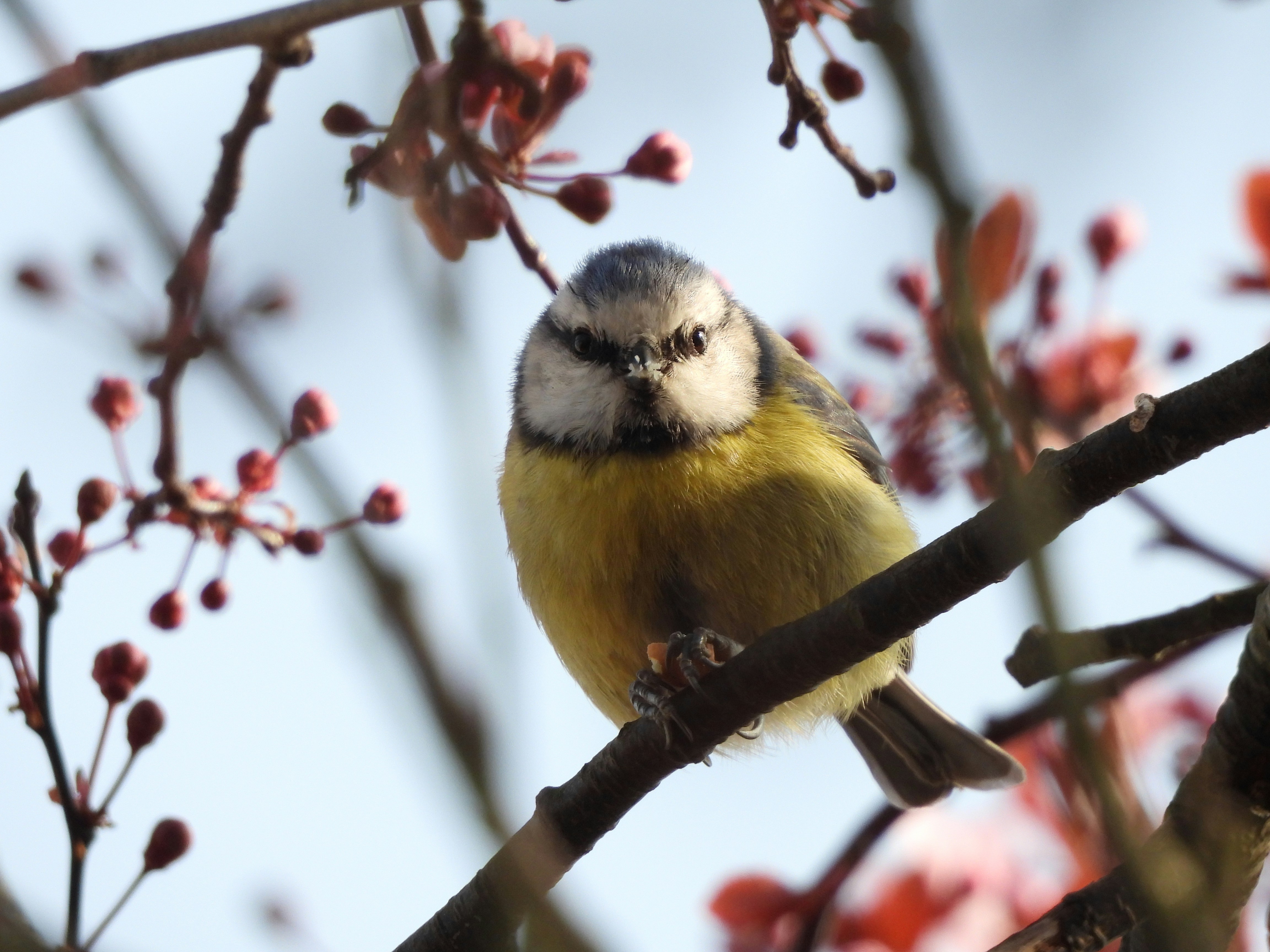 Yellow-breasted Tit Perched Amid Rosy Blossoms