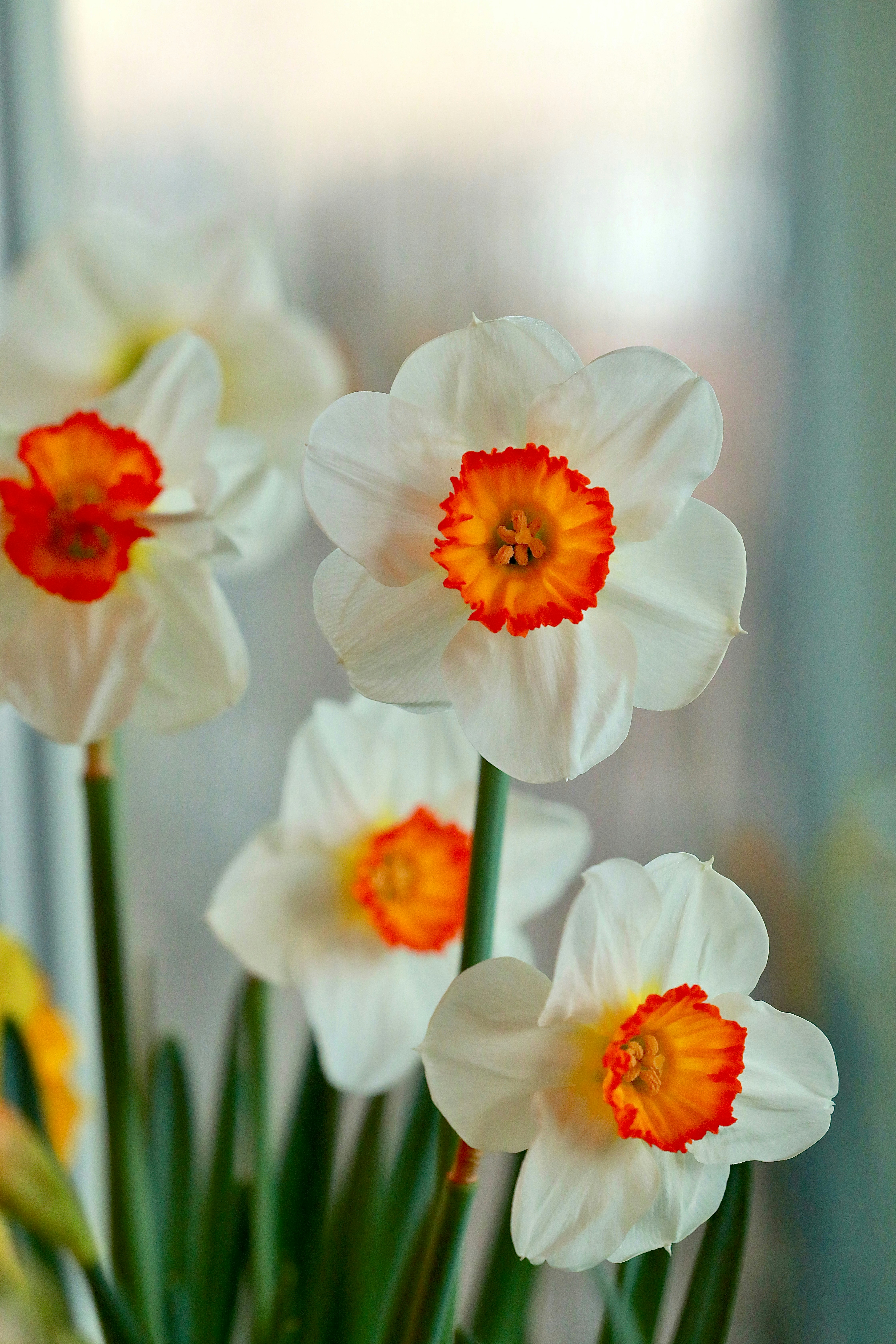 Orange-centered Narcissus: A Quartet of White Blossoms with Fiery Cores