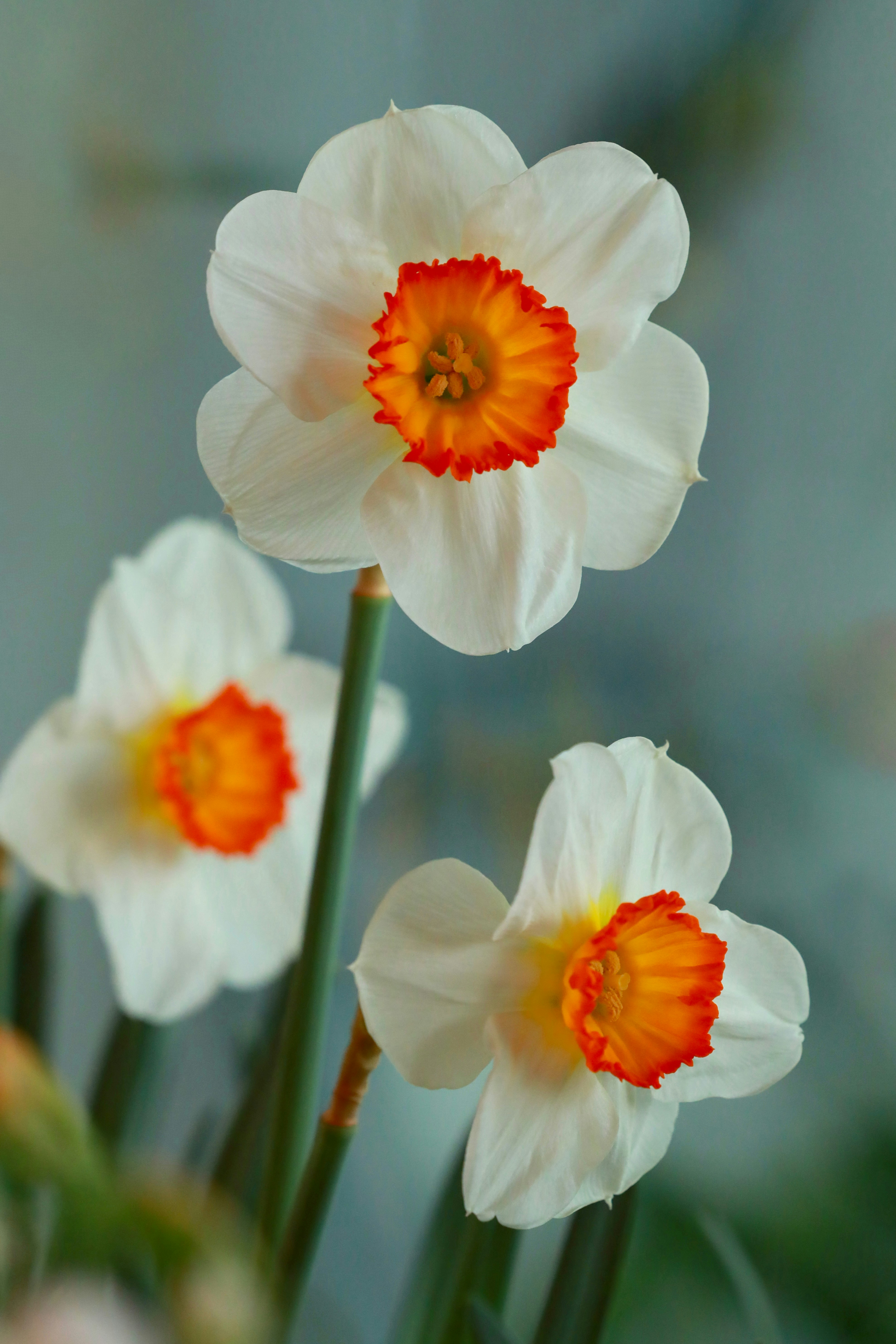Three White Narcissus Blooming with Fiery Orange Eye