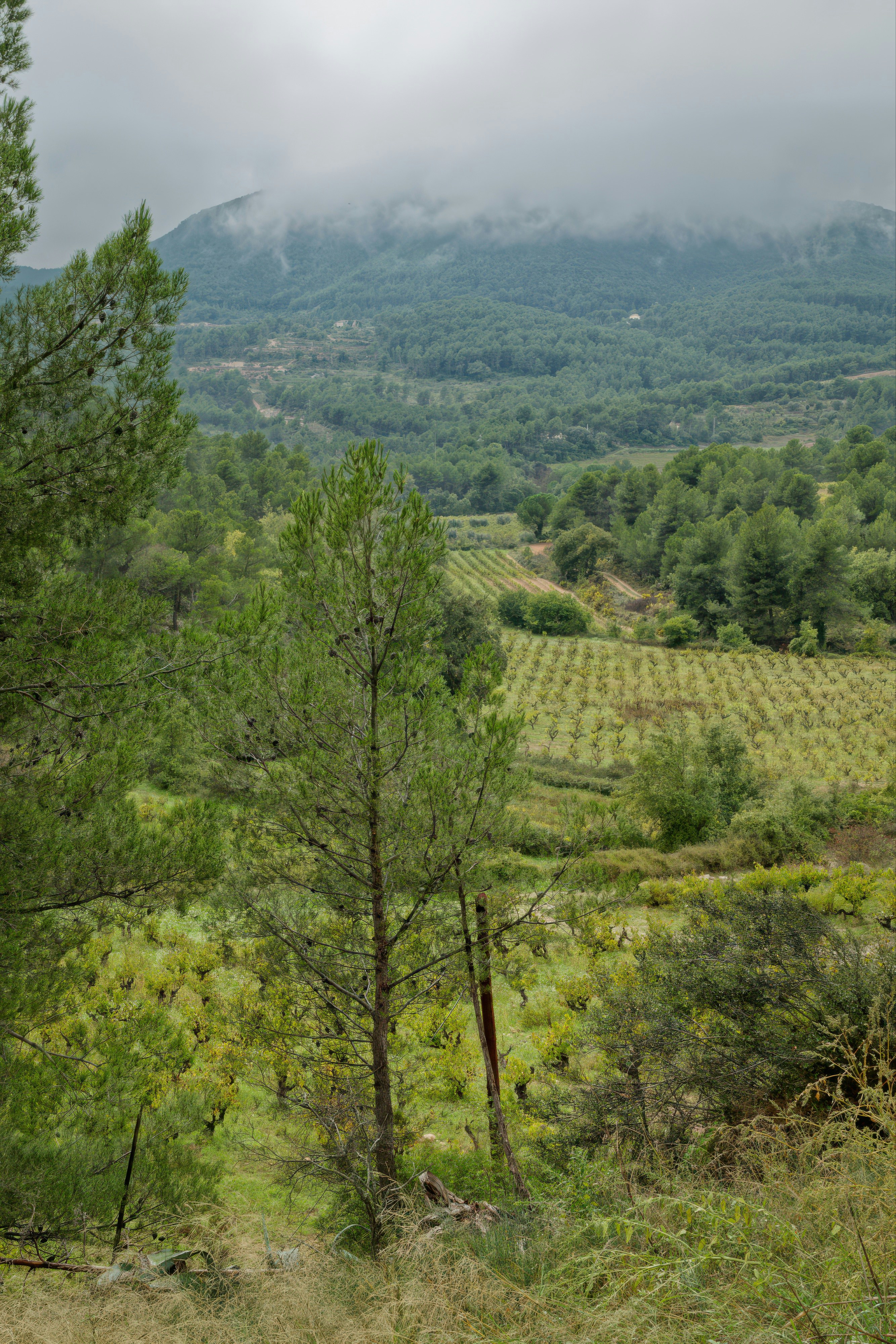 Green rolling hills with vineyards under cloudy sky