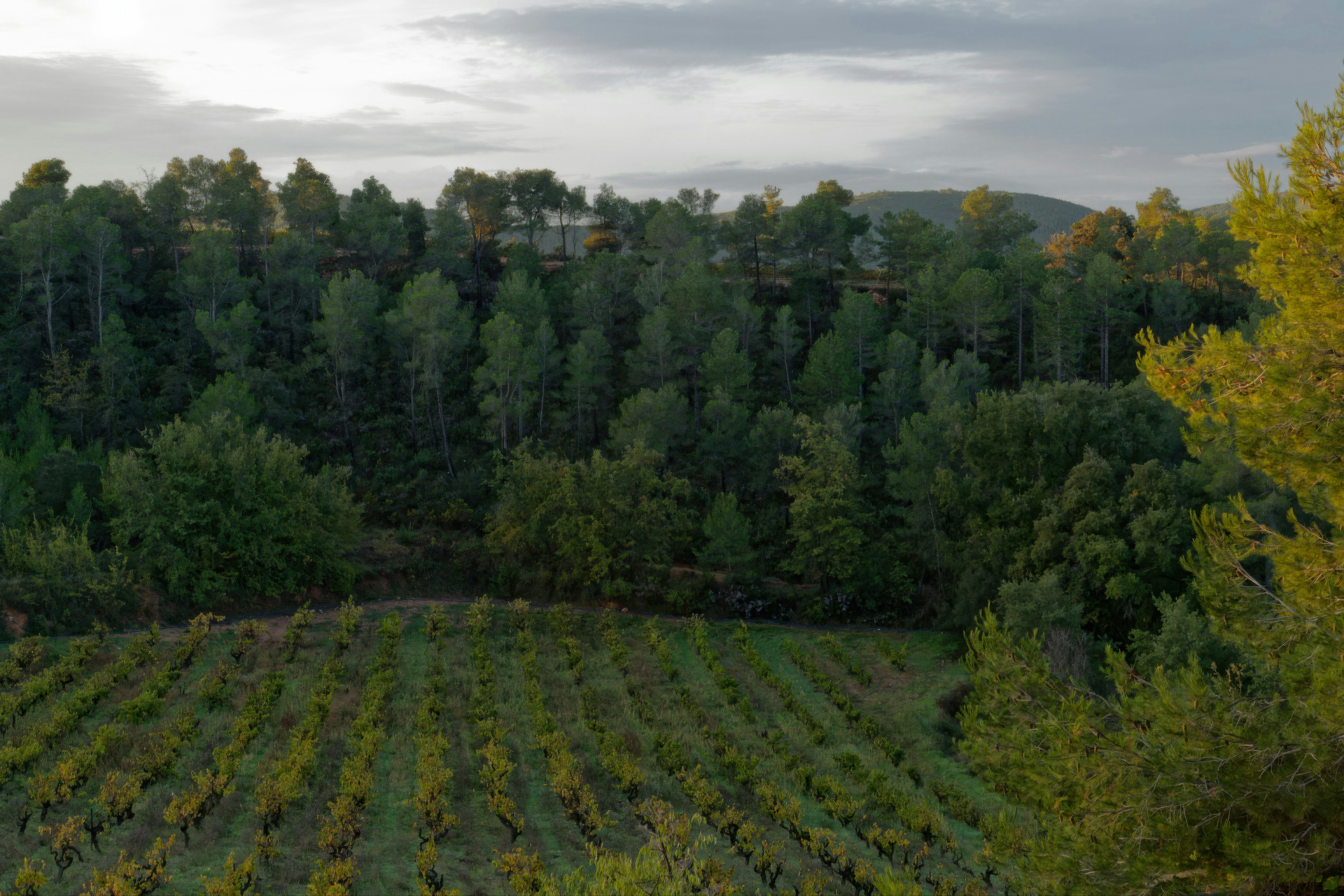 Vineyard rows below a dense forest under a cloudy sky