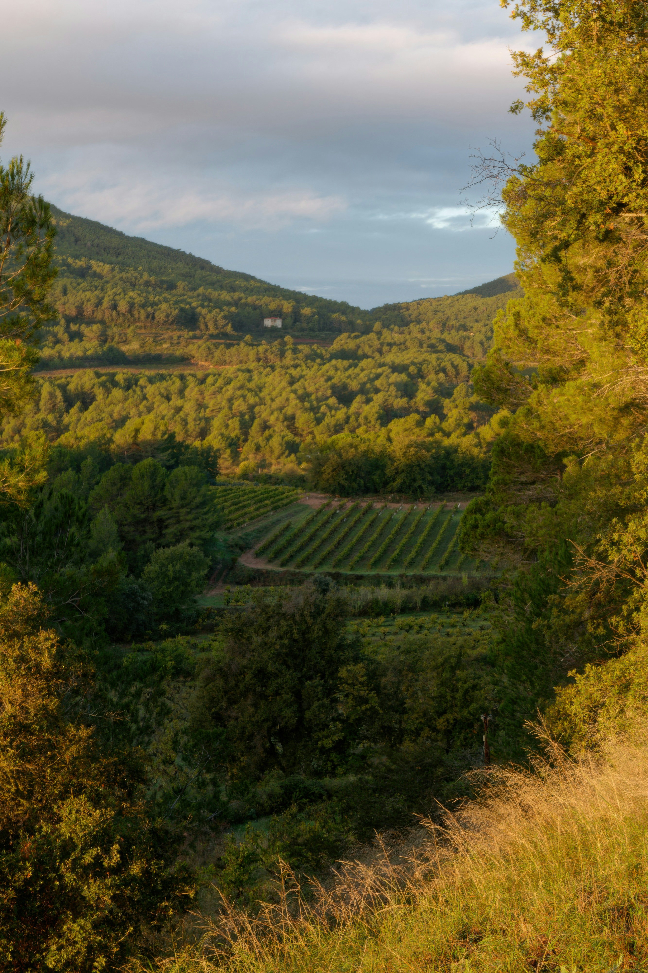 Vineyard in a green valley at sunset