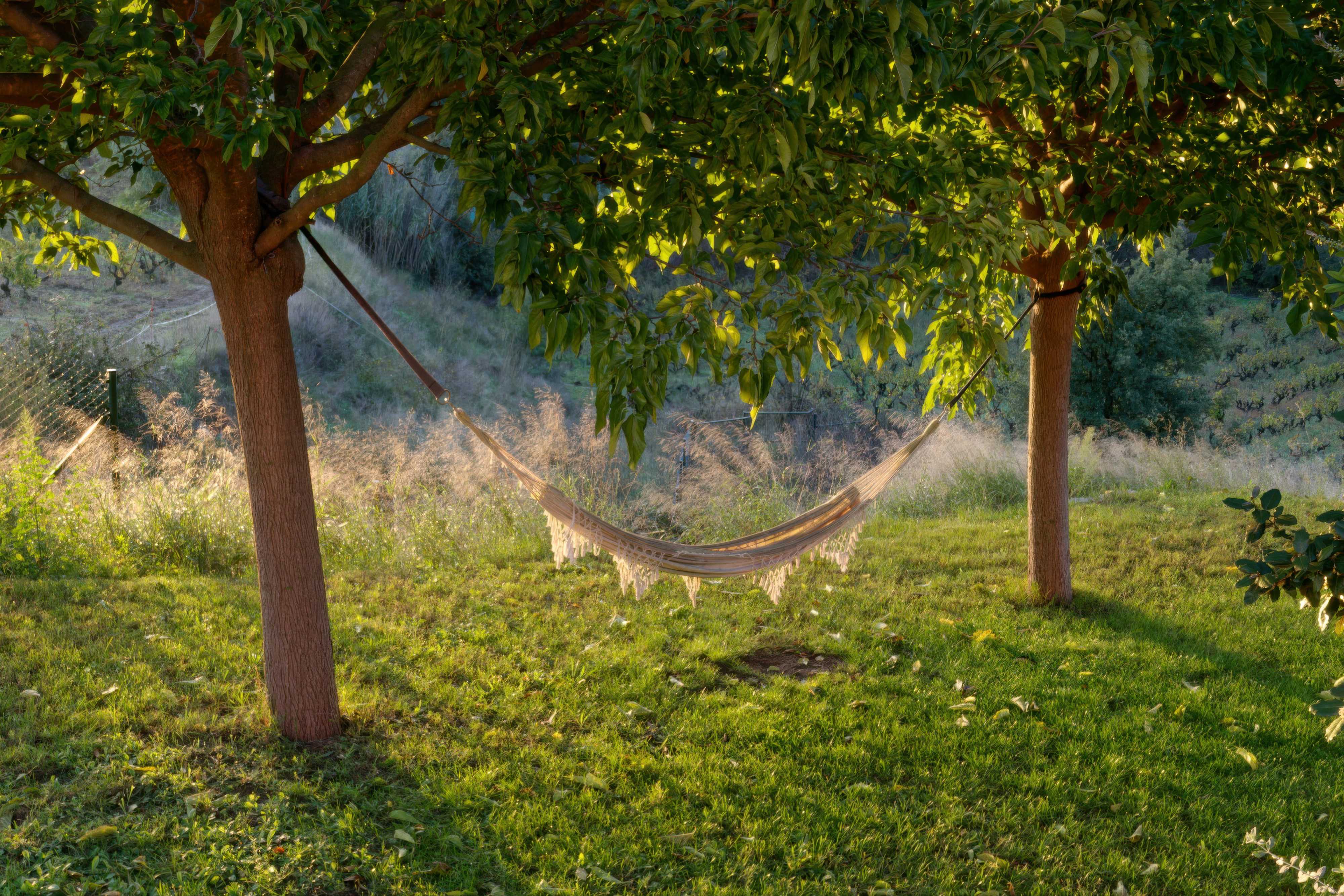 Sunlit Hammock Between Two Trees