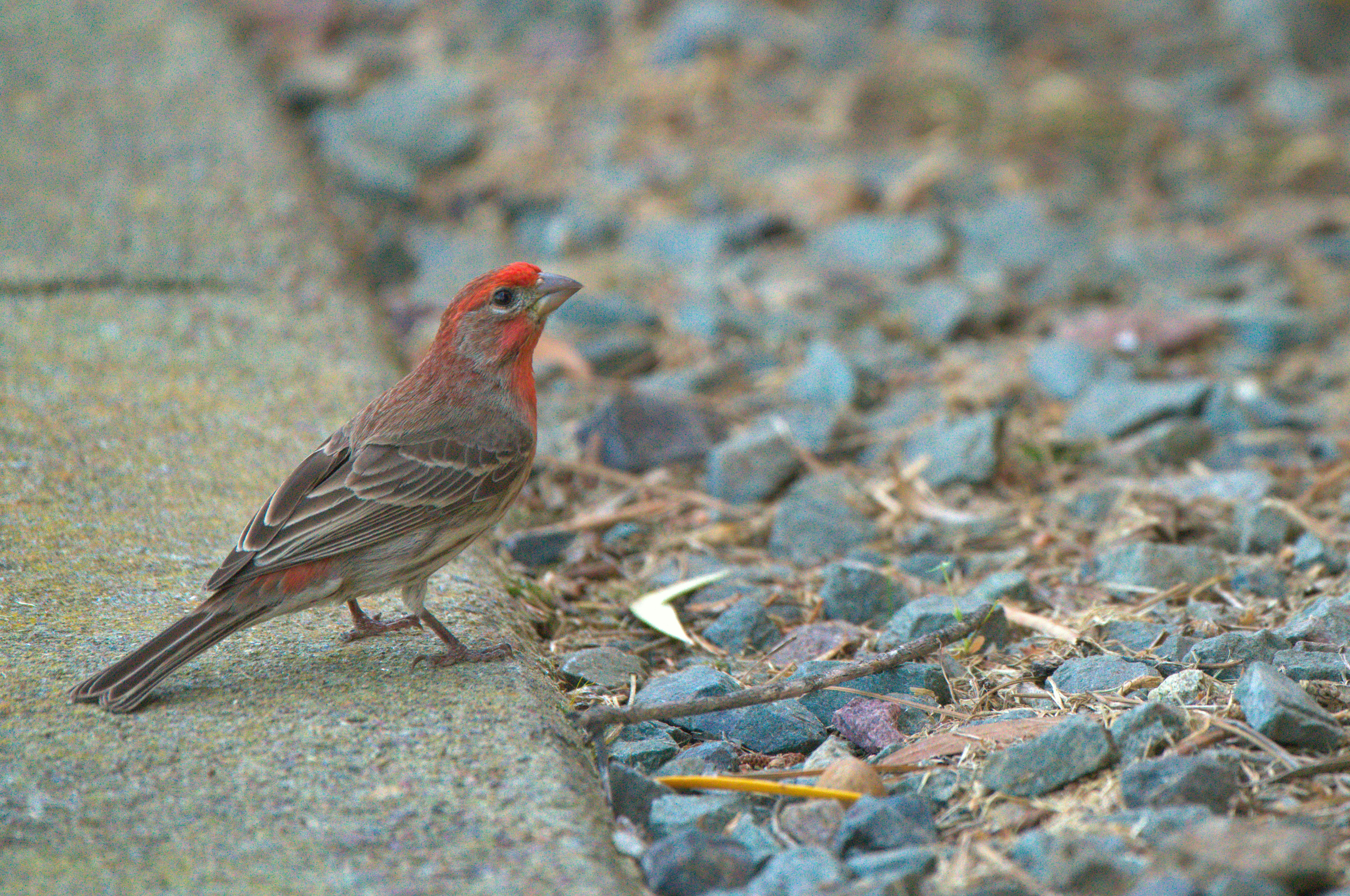 Red Cardinal at the Edge of a Pebble Path