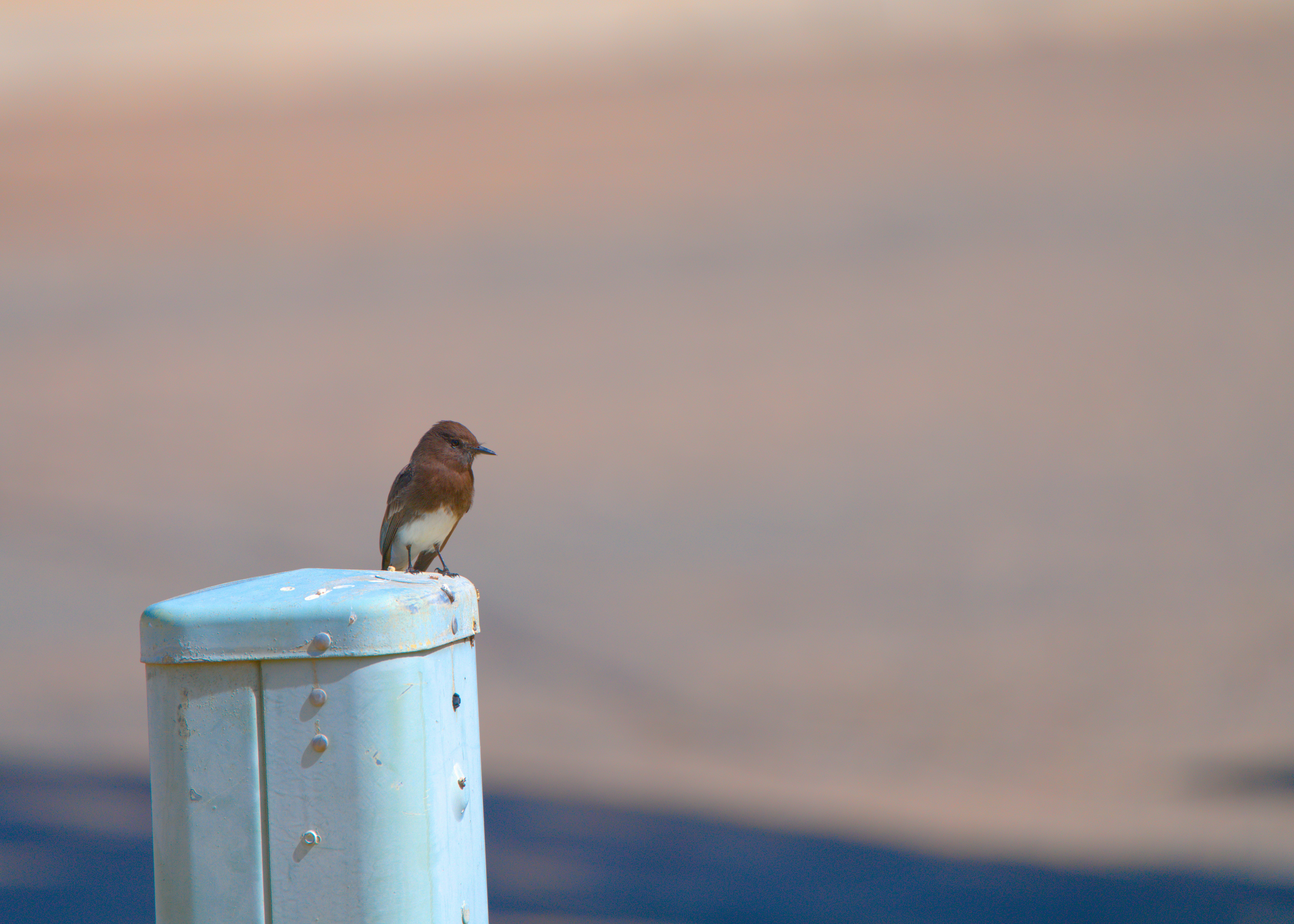 Perched on a pale post at sundown