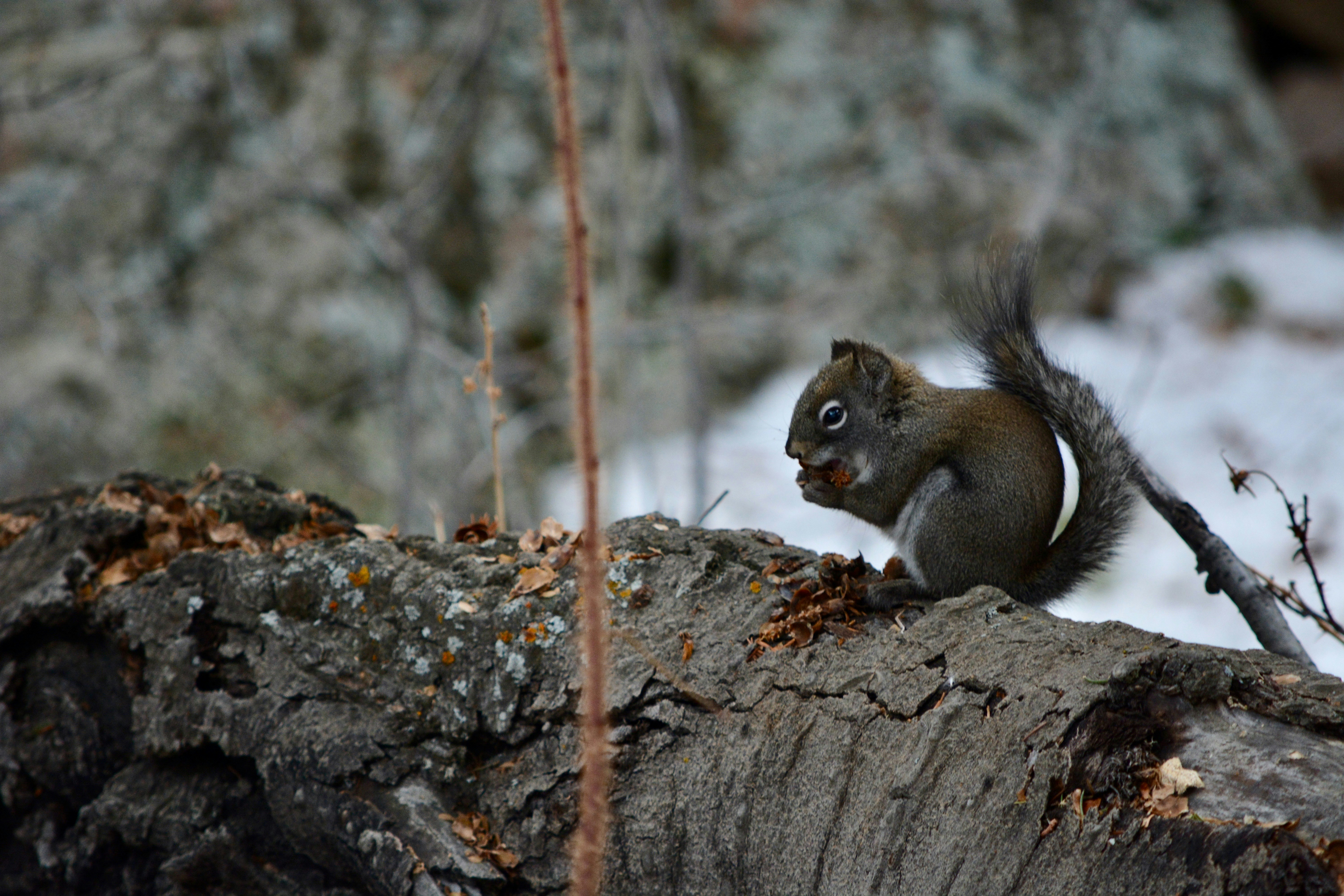 Winter Squirrel on Weathered Bark