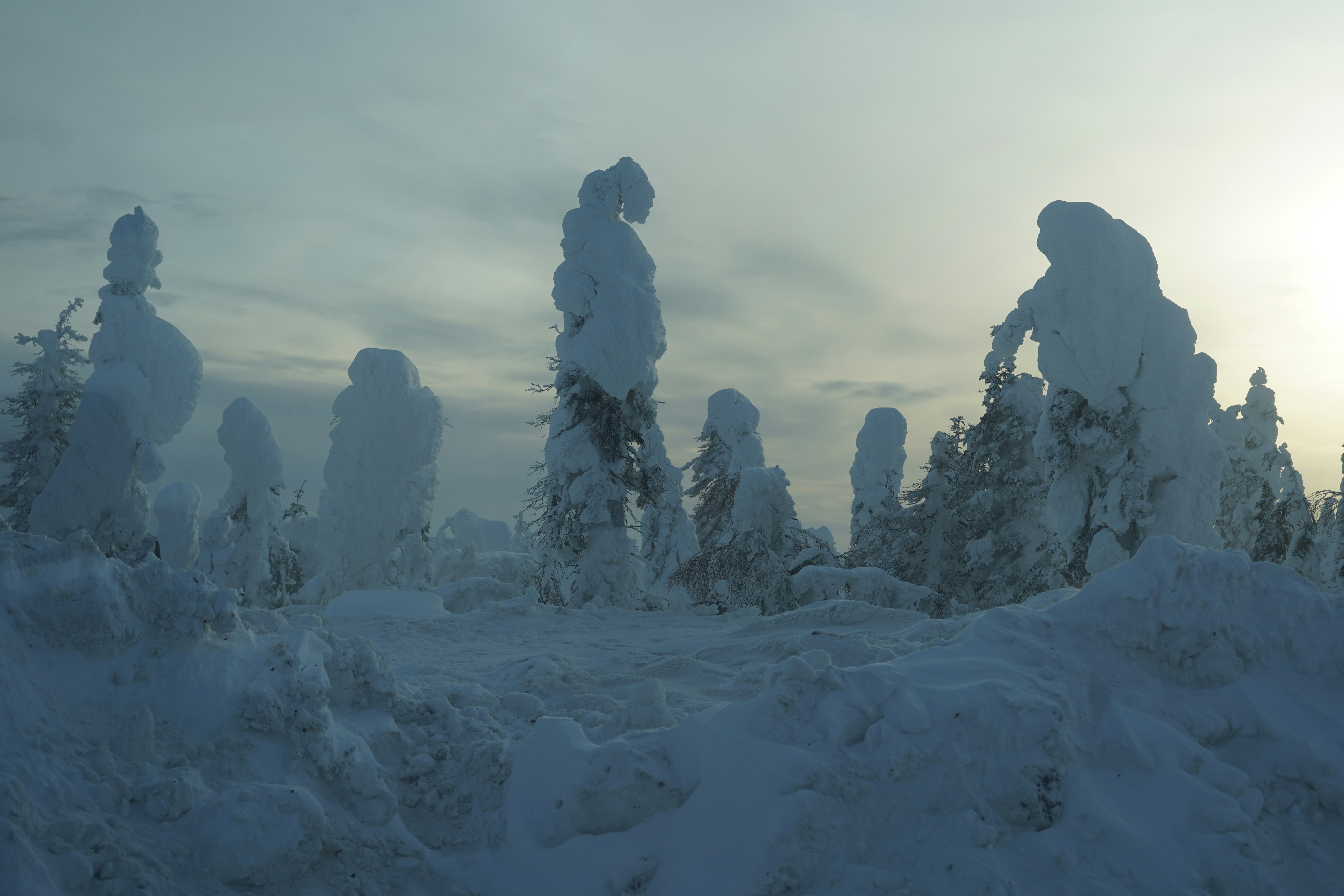 Snow-blanketed sentinels against a pale winter sunset