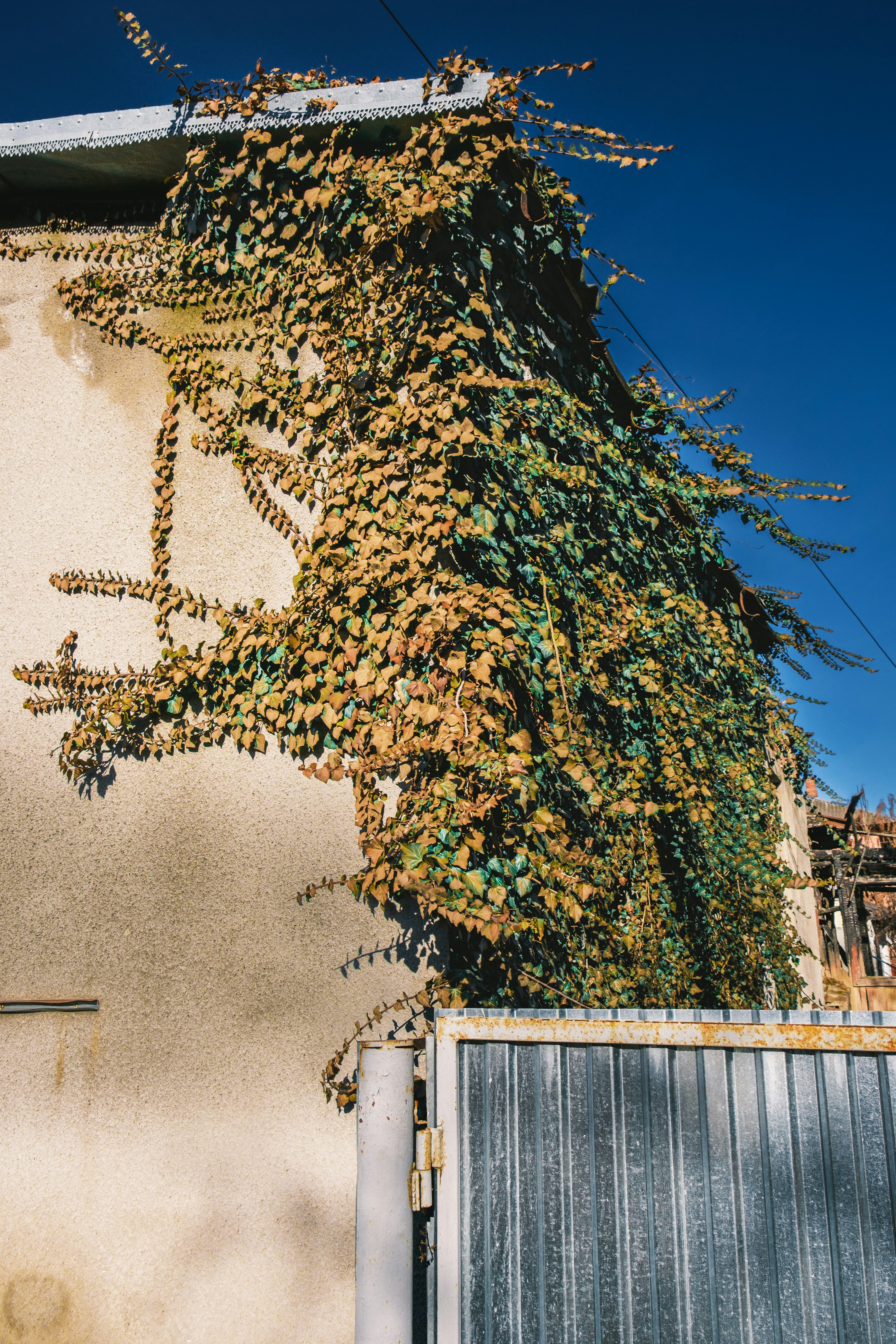Vines Claim the Wall: Autumn Robe Creeps over a Quiet Yard