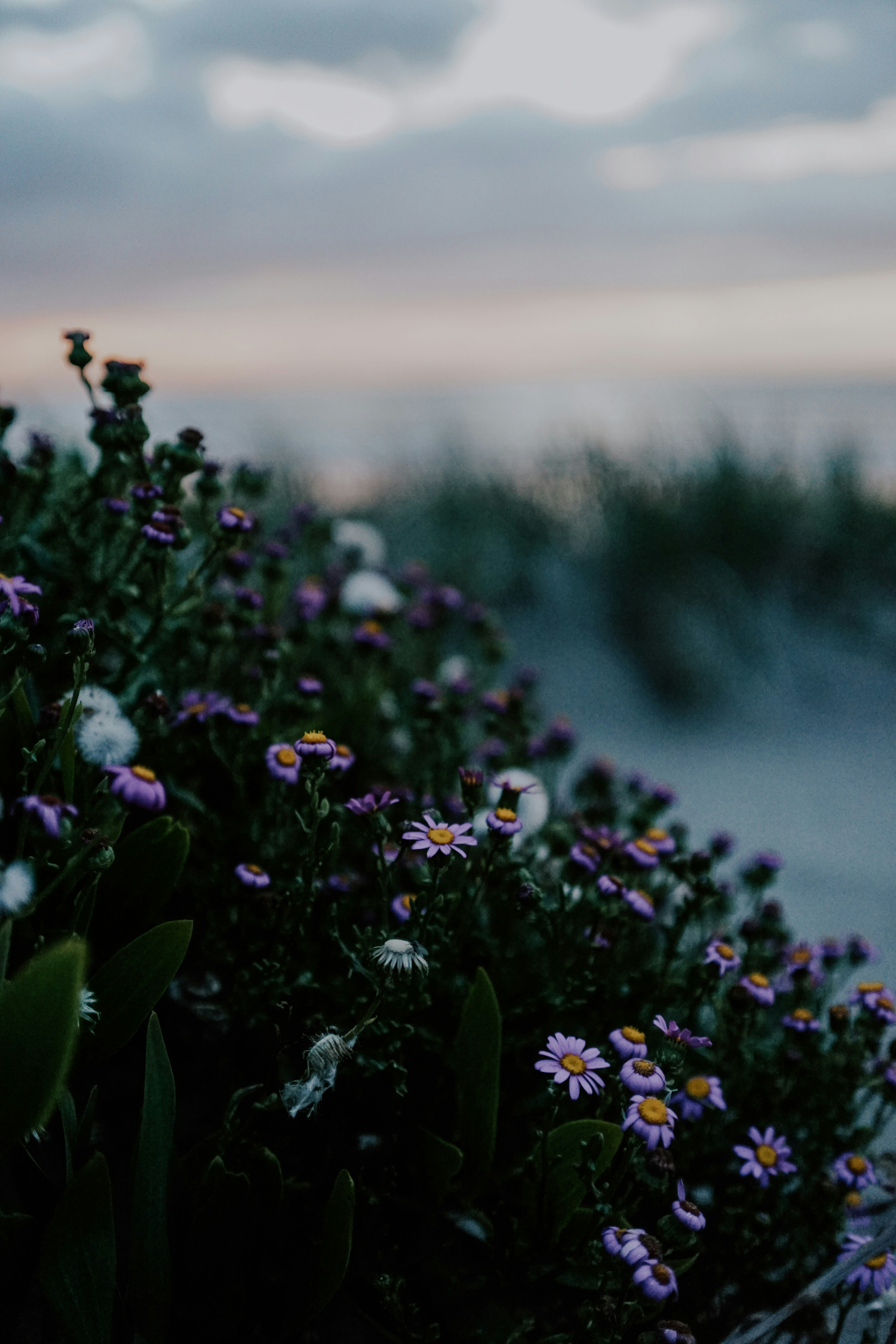 Purple blossoms at dusk along a windswept shore