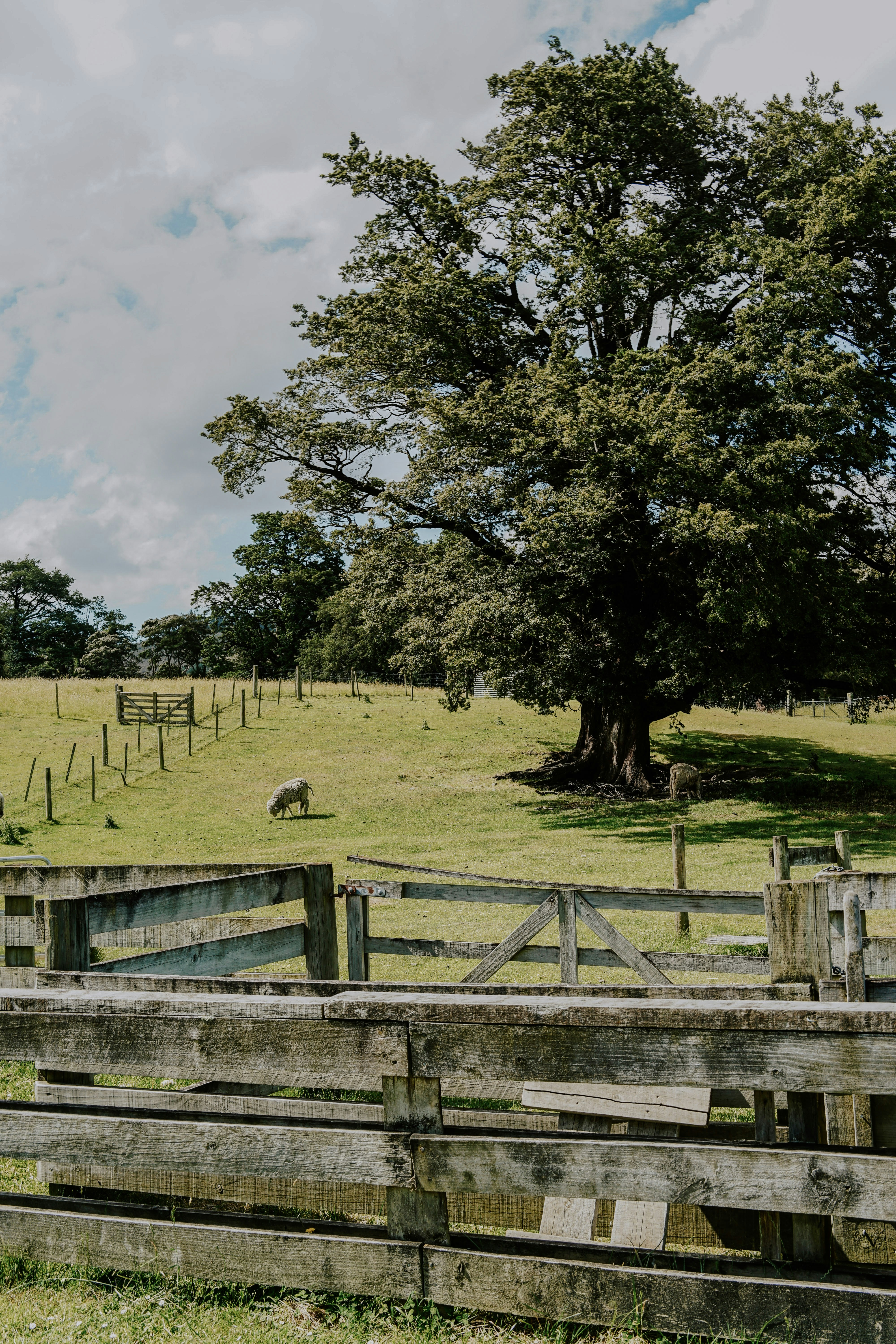 Oak in the Pasture: Noon Light on Windbreaks