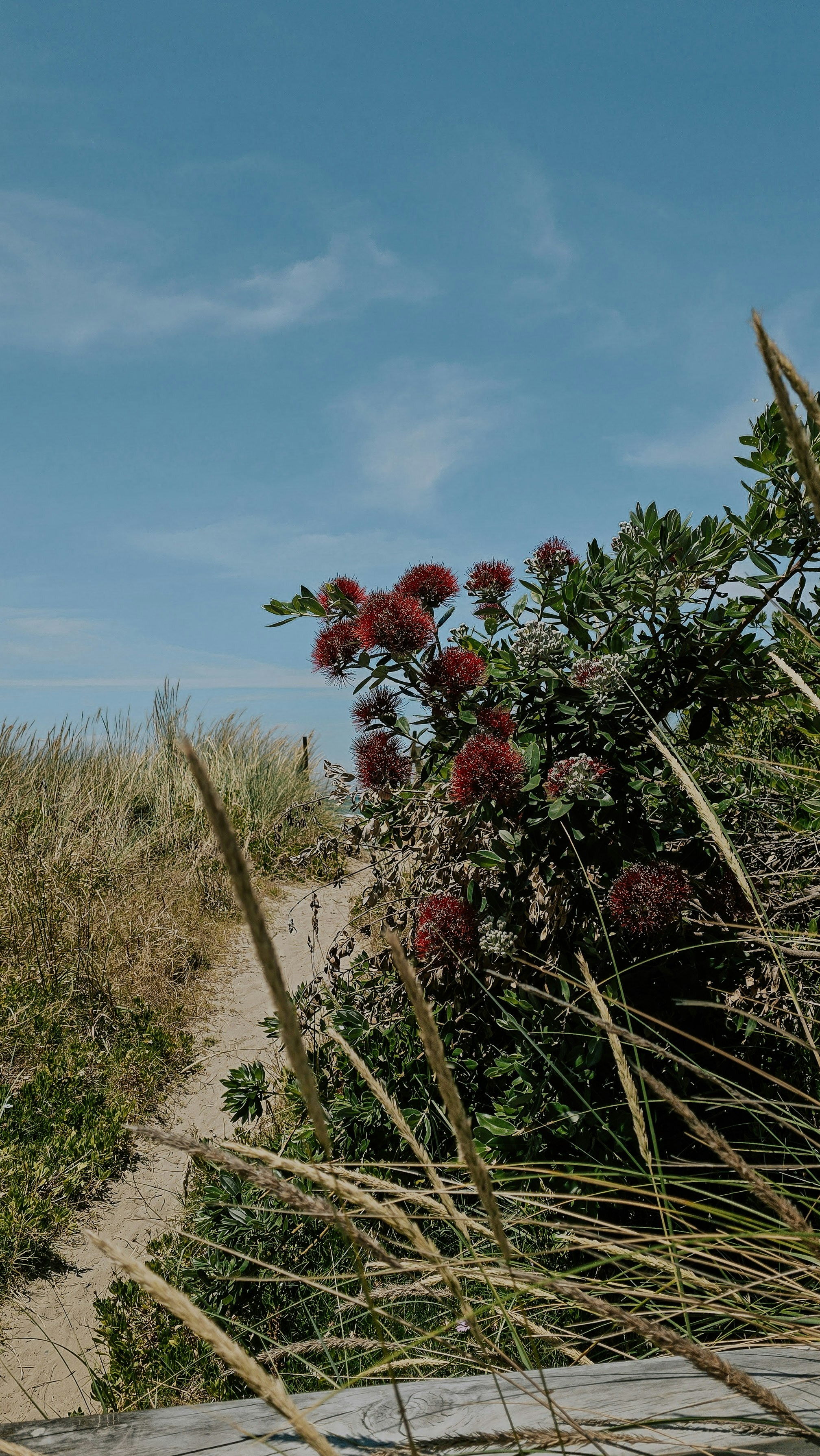Crimson bloom beside a sunlit dune path