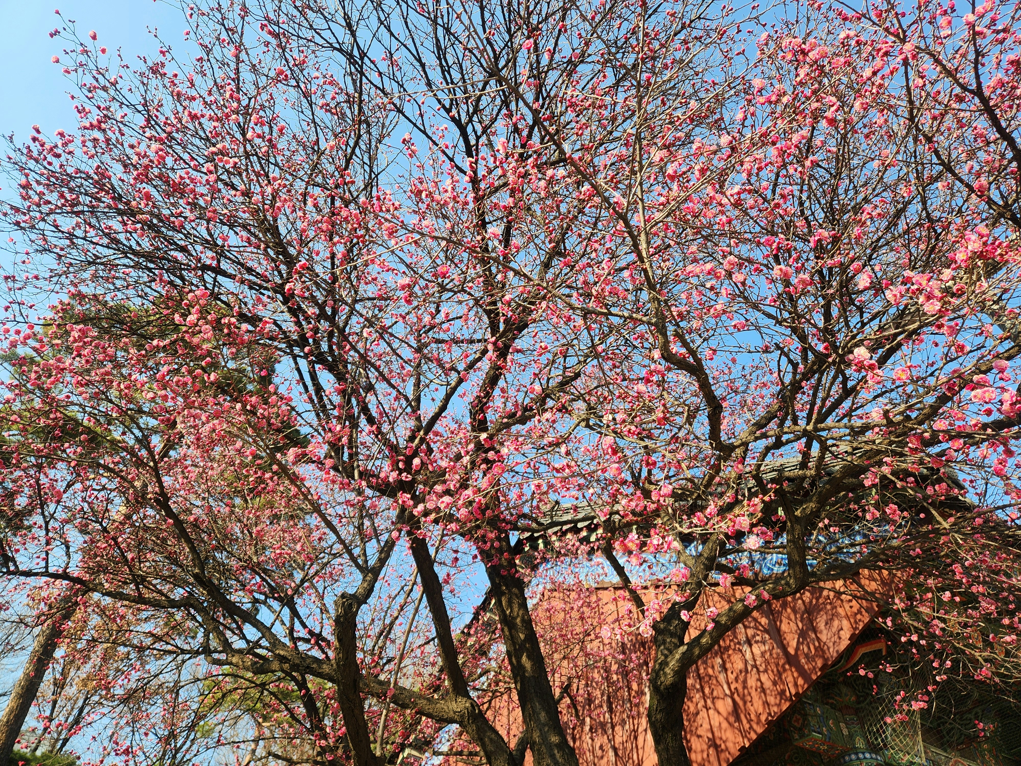 Blossoms Against a Blue Canvas